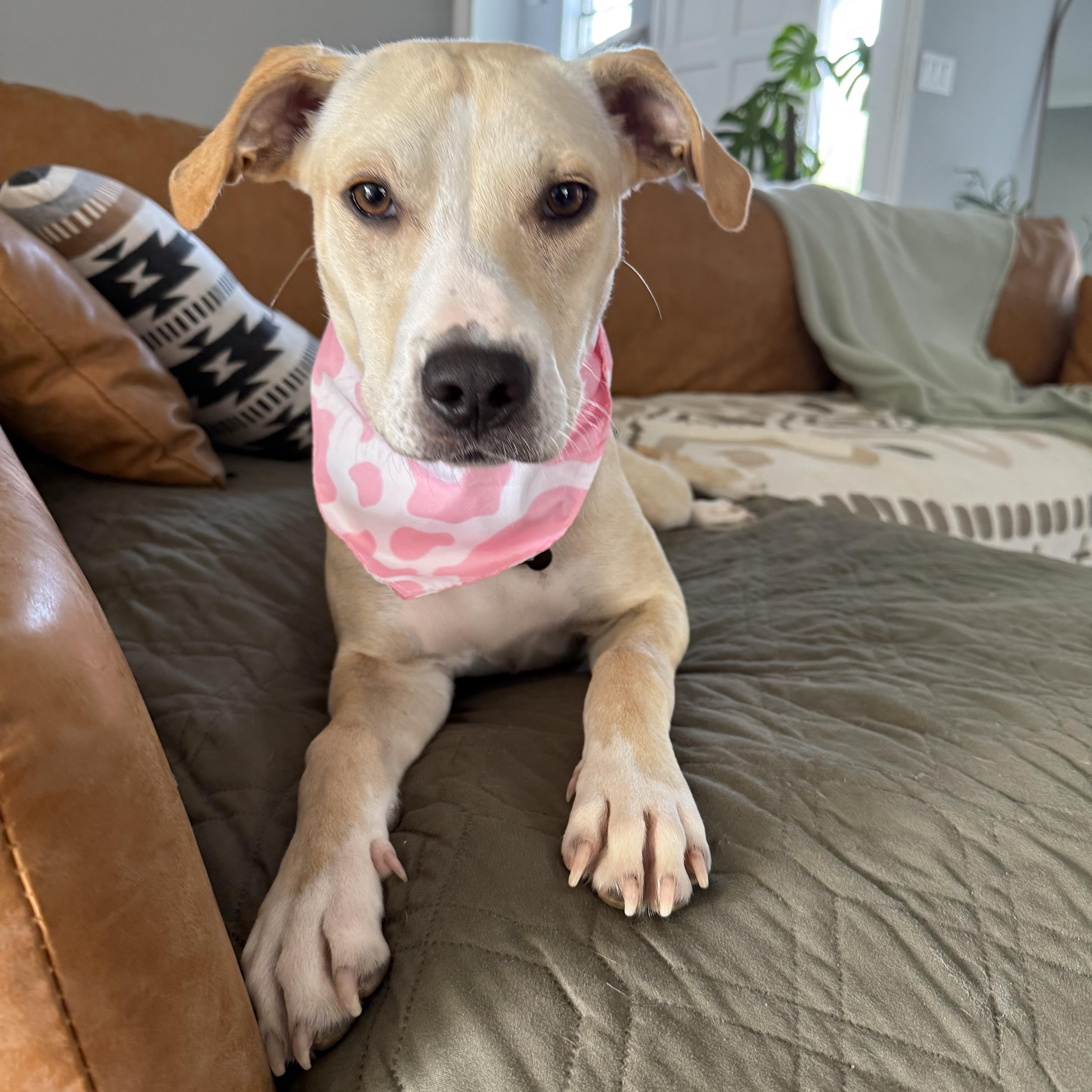 Dog for adoption - Pebbles, a Labrador Retriever Mix in Mishawaka, IN ...