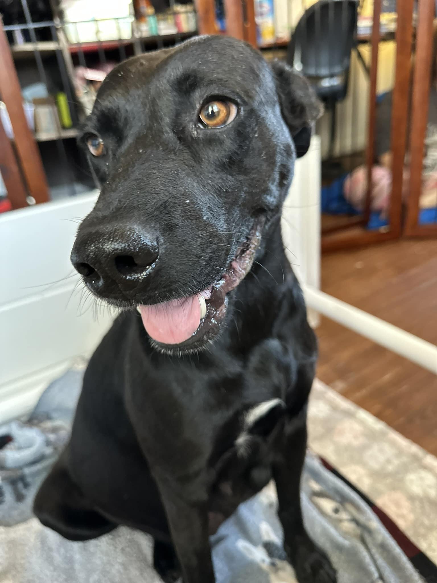 Dog for adoption - Magic, a Black Labrador Retriever Mix in ...