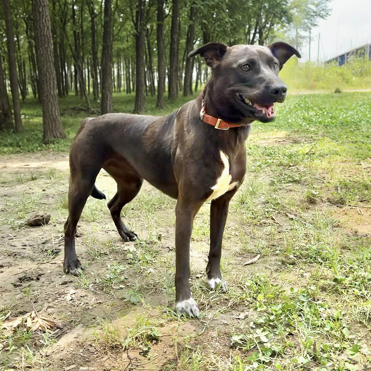 Dog for adoption - Star, a Jack Russell Terrier Mix in allentown, PA ...