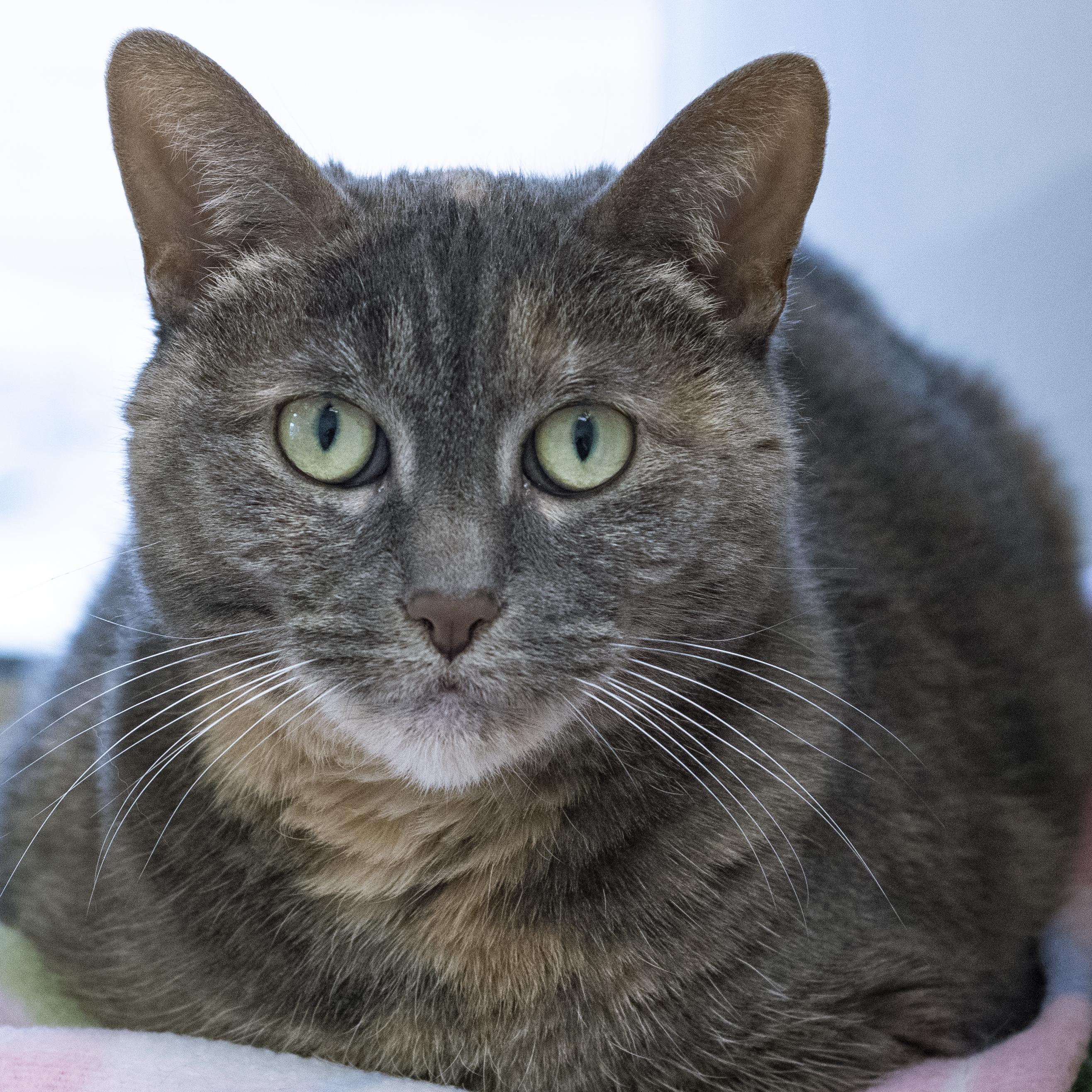 Cat for adoption - Lilly, a Domestic Short Hair in Pontiac, MI | Petfinder