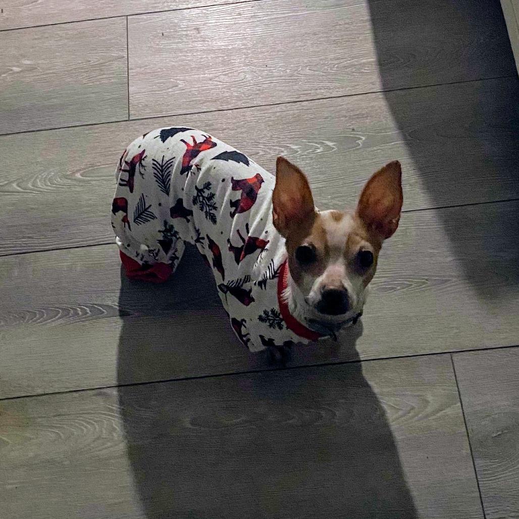 Dog for adoption - Fancy, a Chihuahua Mix in San Antonio , TX | Petfinder