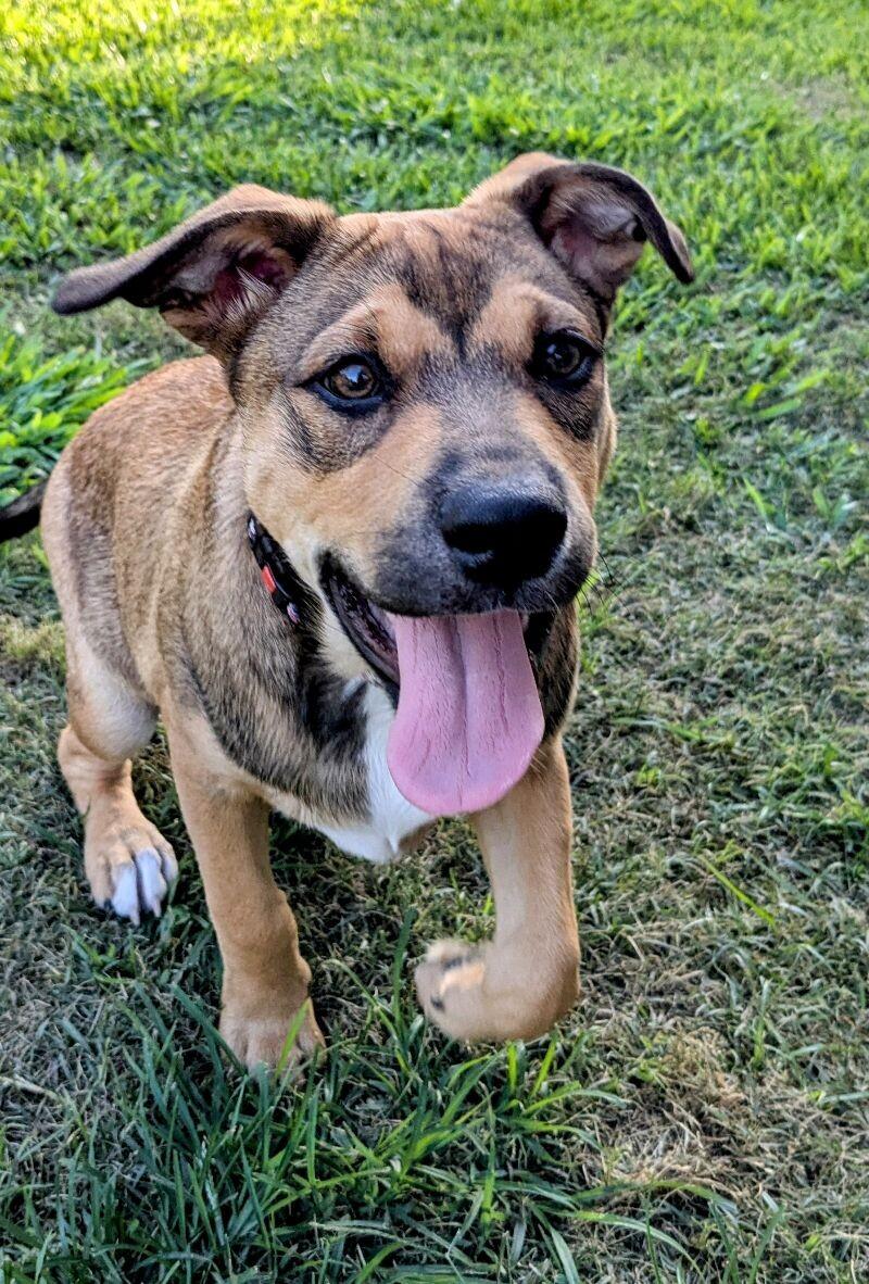 Dog for adoption - Becca Snugglecakes, a German Shepherd Dog & Labrador ...