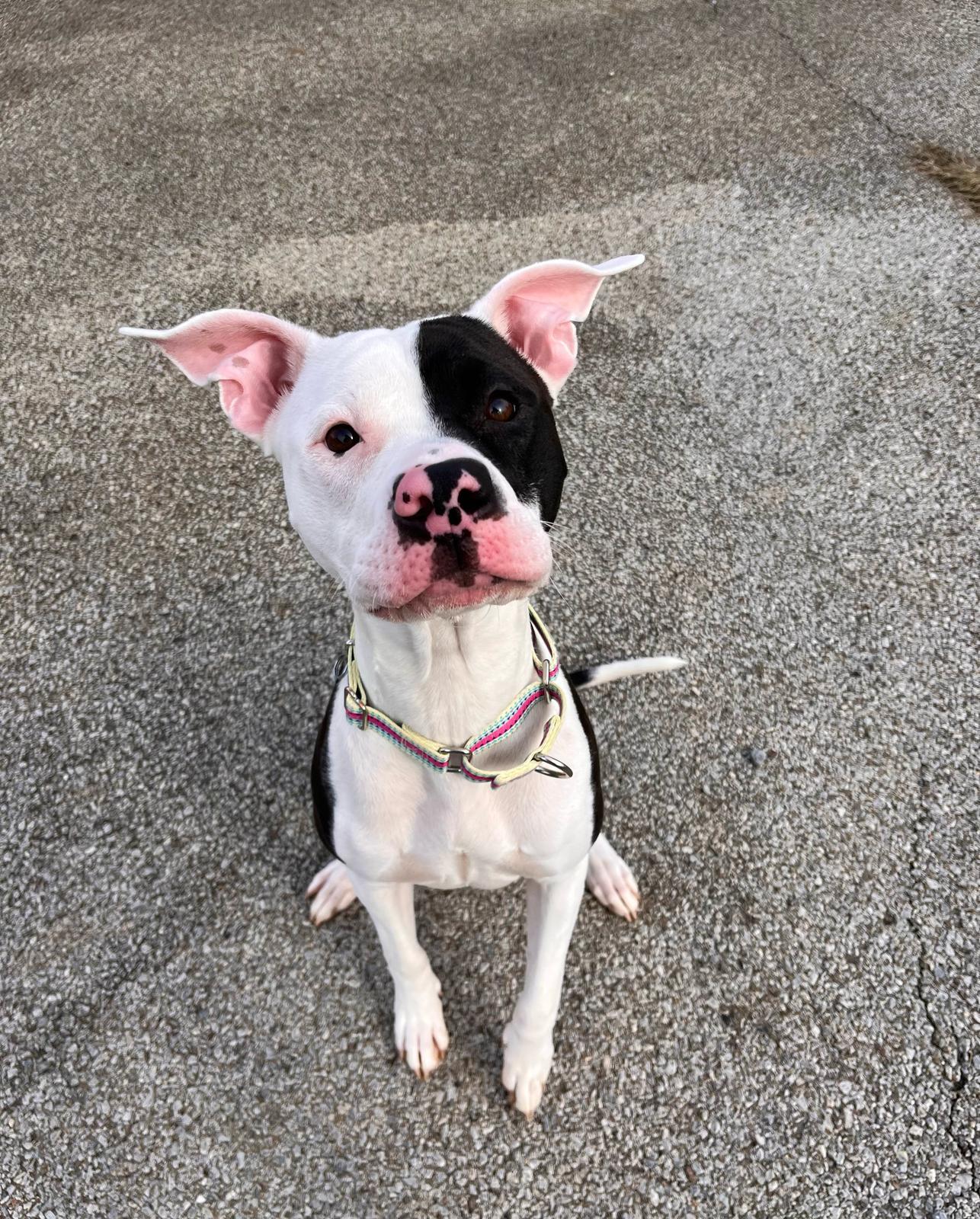 Dog for adoption - Buckle, a Pit Bull Terrier Mix in Renfrew, PA ...