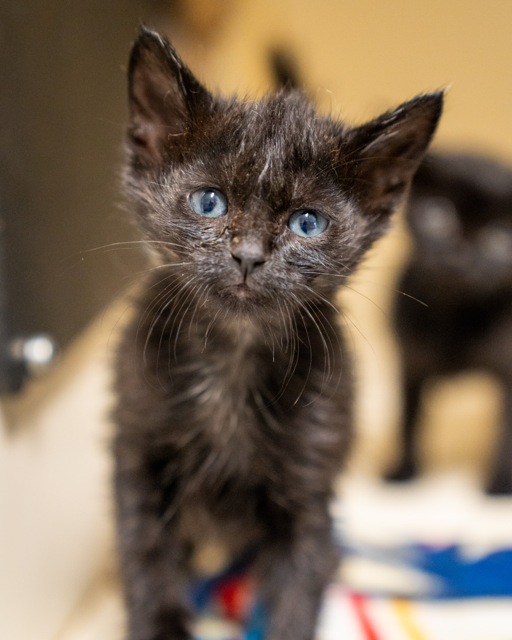 Adoptable Animals — The Babinski Foundation