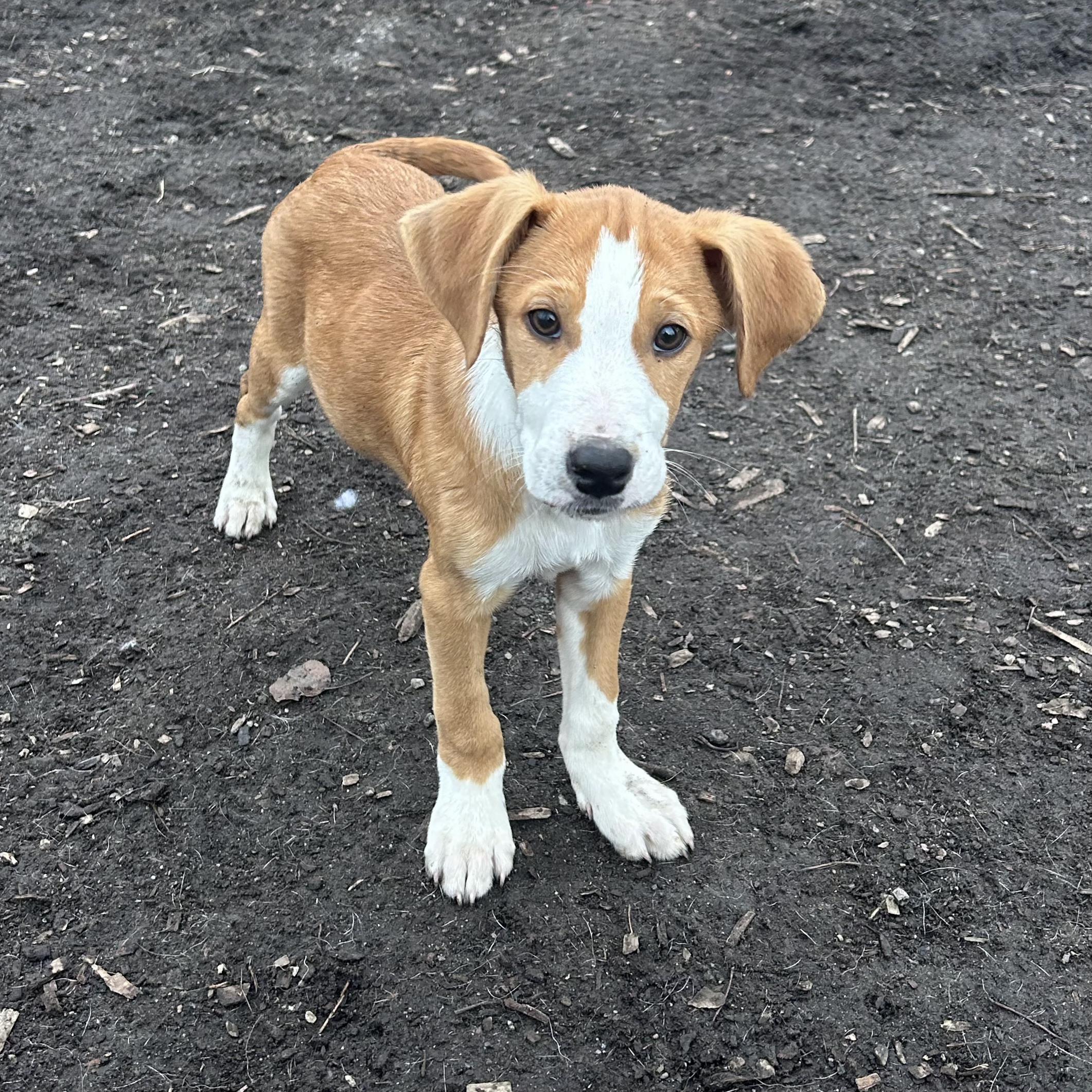 Dog for adoption - Jacob, Joe, Jingle, Jon, a Beagle & Hound Mix in ...