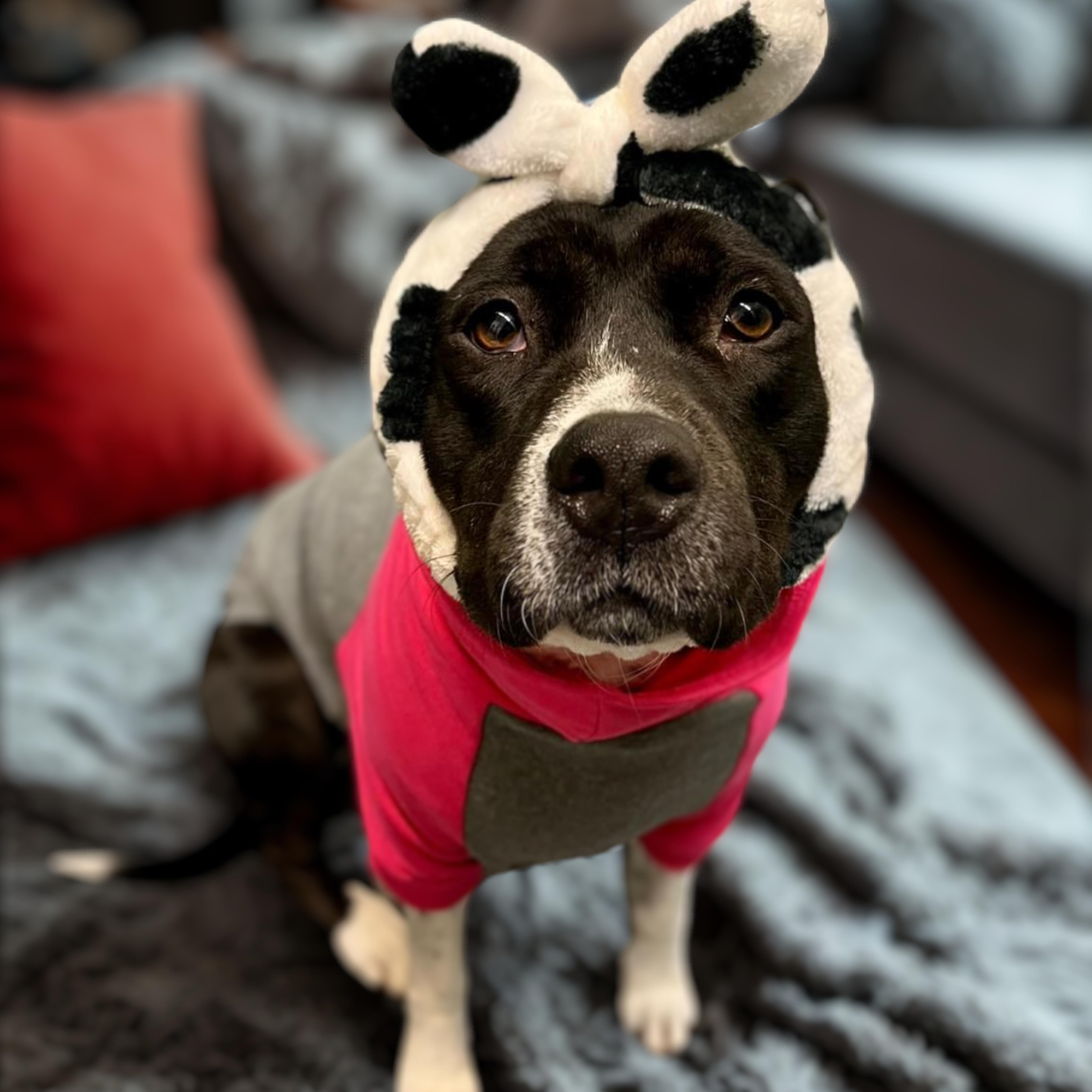 Dog for adoption - Dolly, an American Staffordshire Terrier Mix in ...