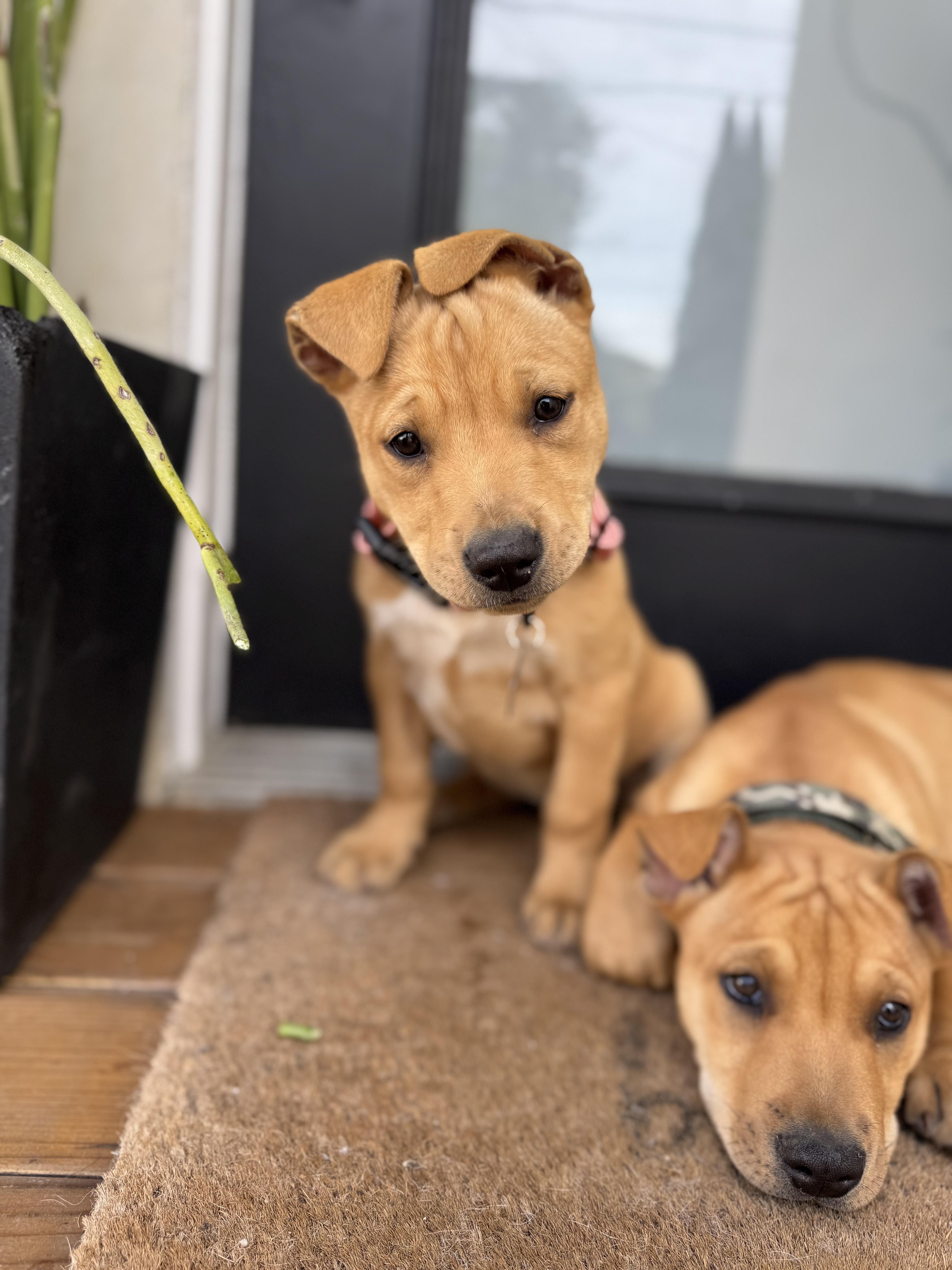 Dog for adoption - Caddie, a Yellow Labrador Retriever & Shepherd Mix ...