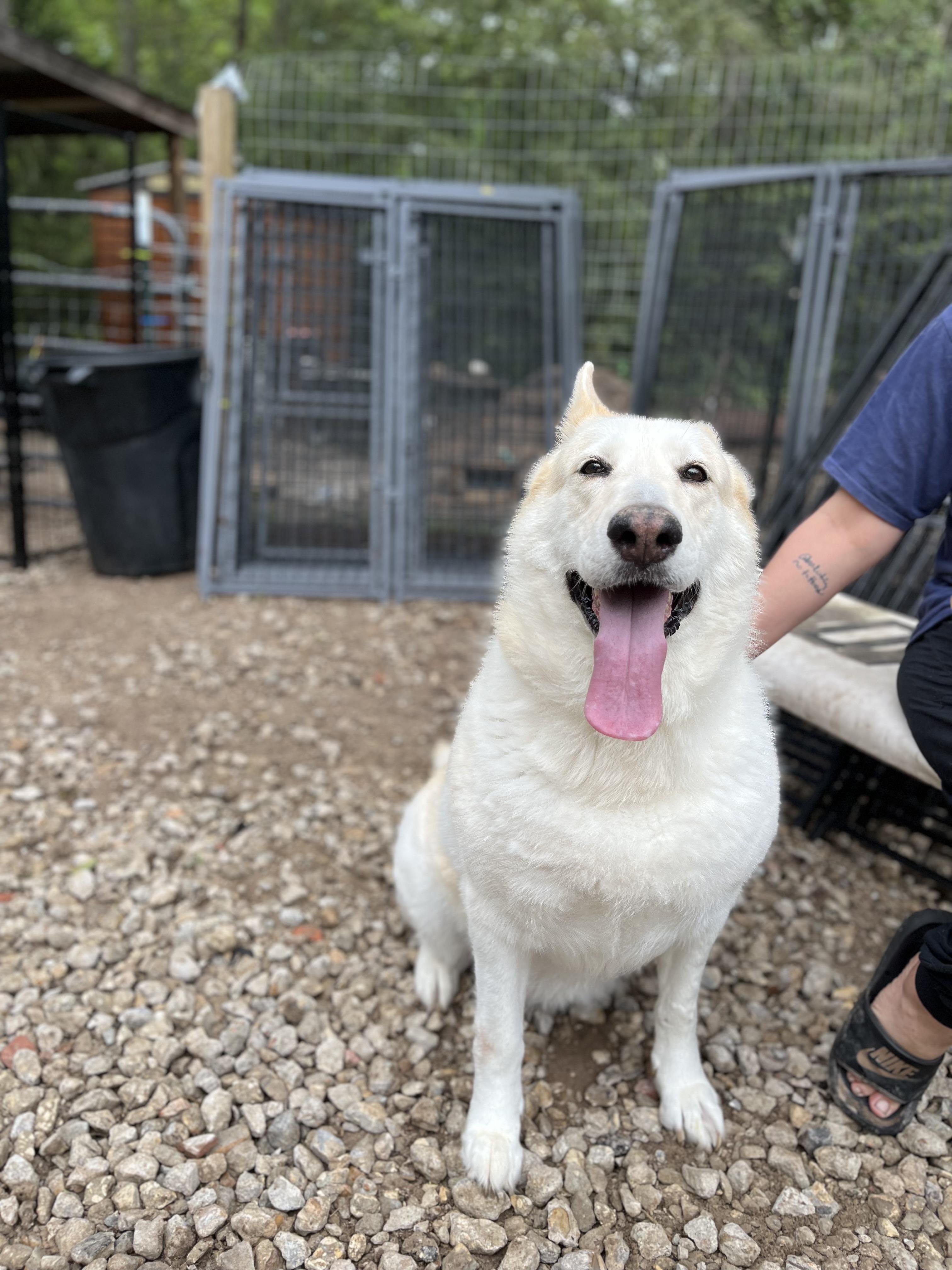 Dog for adoption - Luna, a German Shepherd Dog Mix in Rockford, IL ...