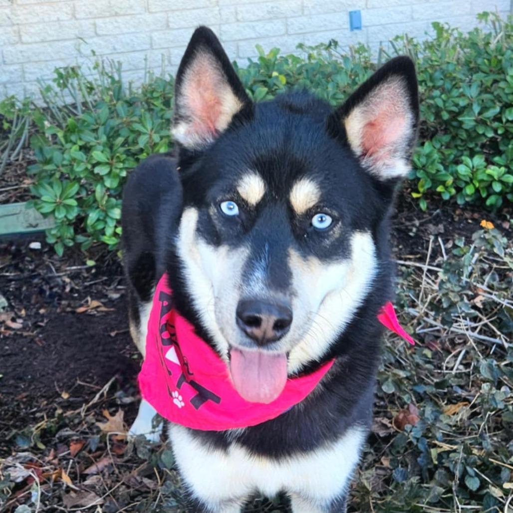 Dog for adoption - Sonya JuM, a Husky in St Charles, MO | Petfinder