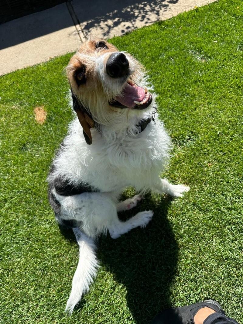 Dog for adoption - Dixie, a Wire Fox Terrier Mix in North Las Vegas, NV ...