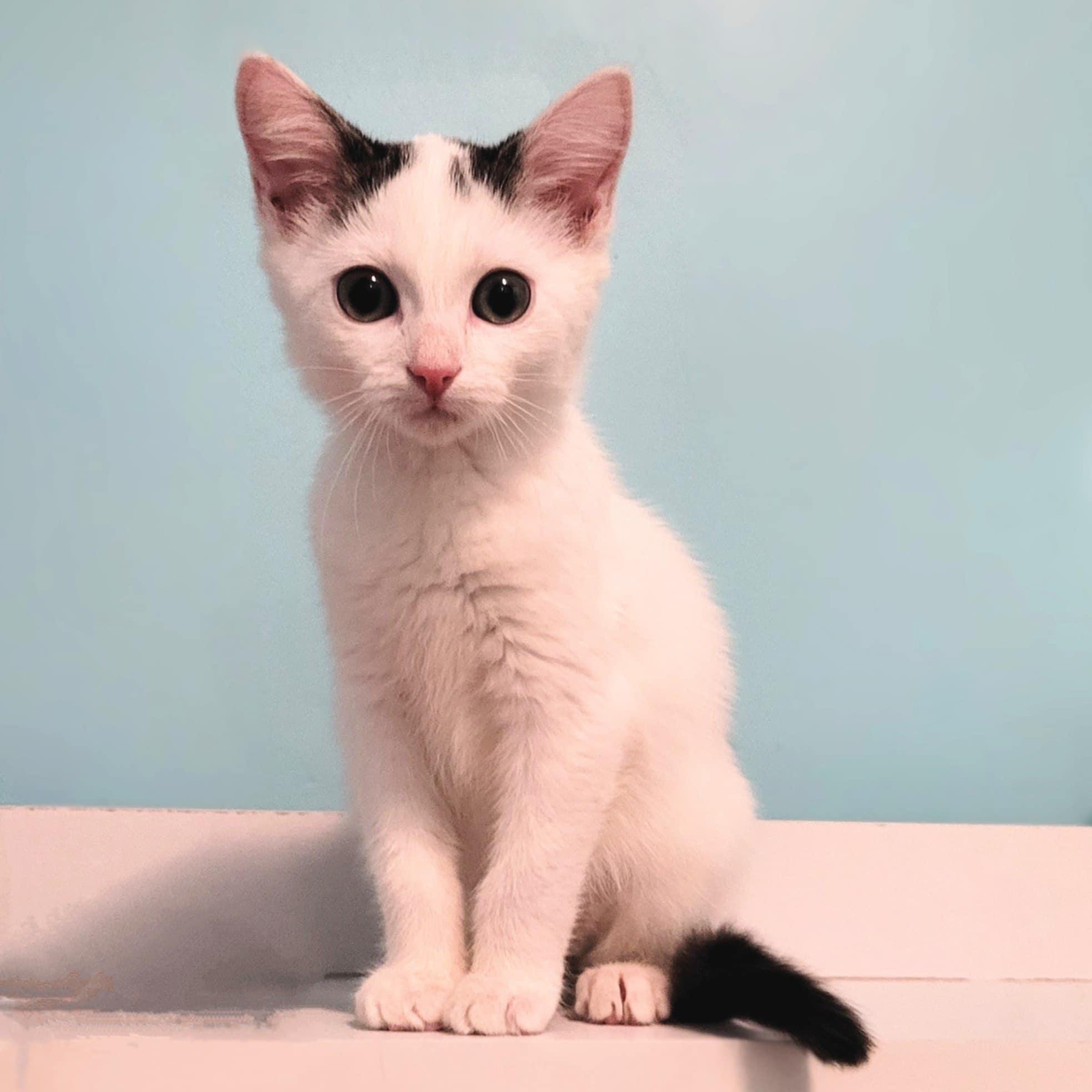 Cat for adoption - Parrot (Petsense - Perry), a Domestic Short Hair in ...