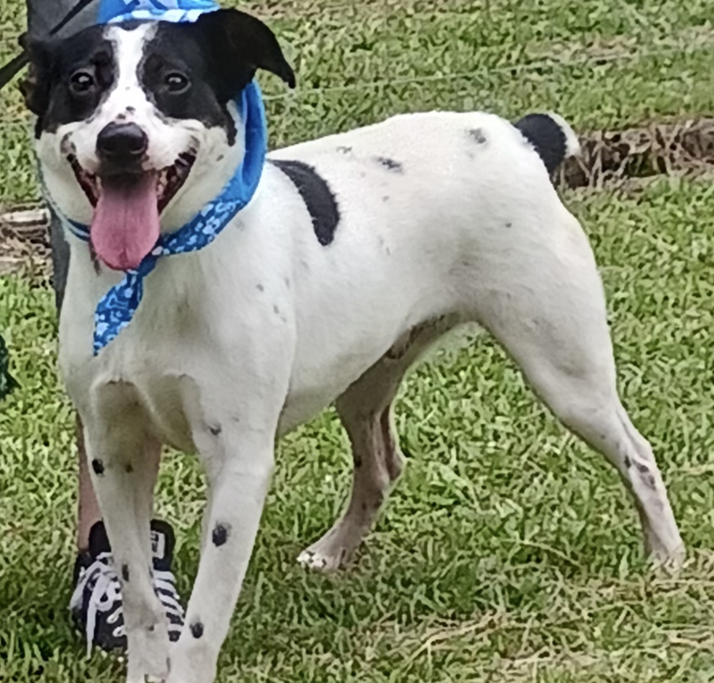 Dog for adoption - Archie, a Jack Russell Terrier Mix in Malvern, AR ...