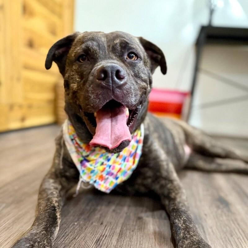 Dog for adoption - Brenda Coursa balanced family girl, a Mastiff & Pit ...