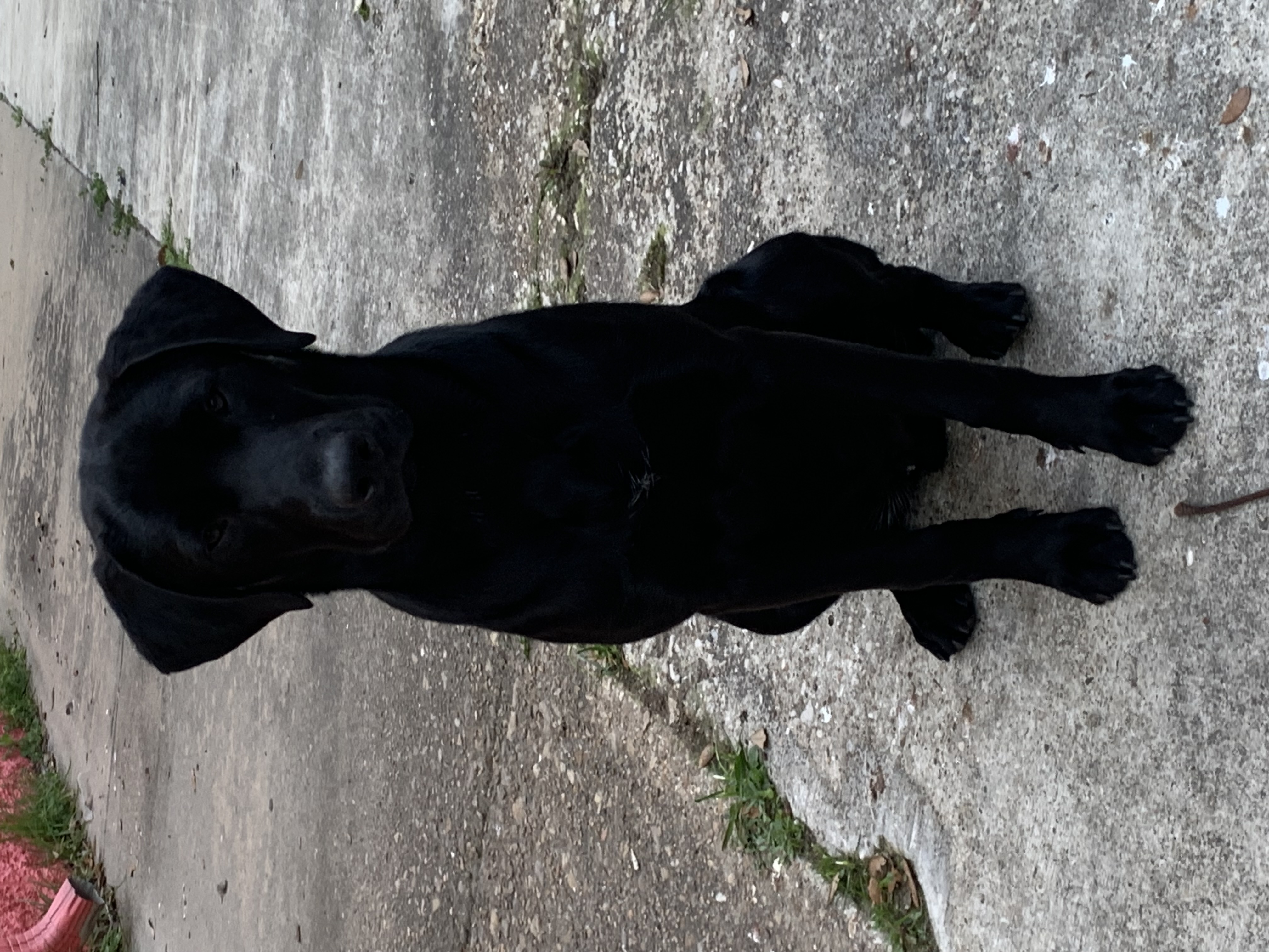 Dog for adoption - Scout, a Labrador Retriever in Austin, TX | Petfinder