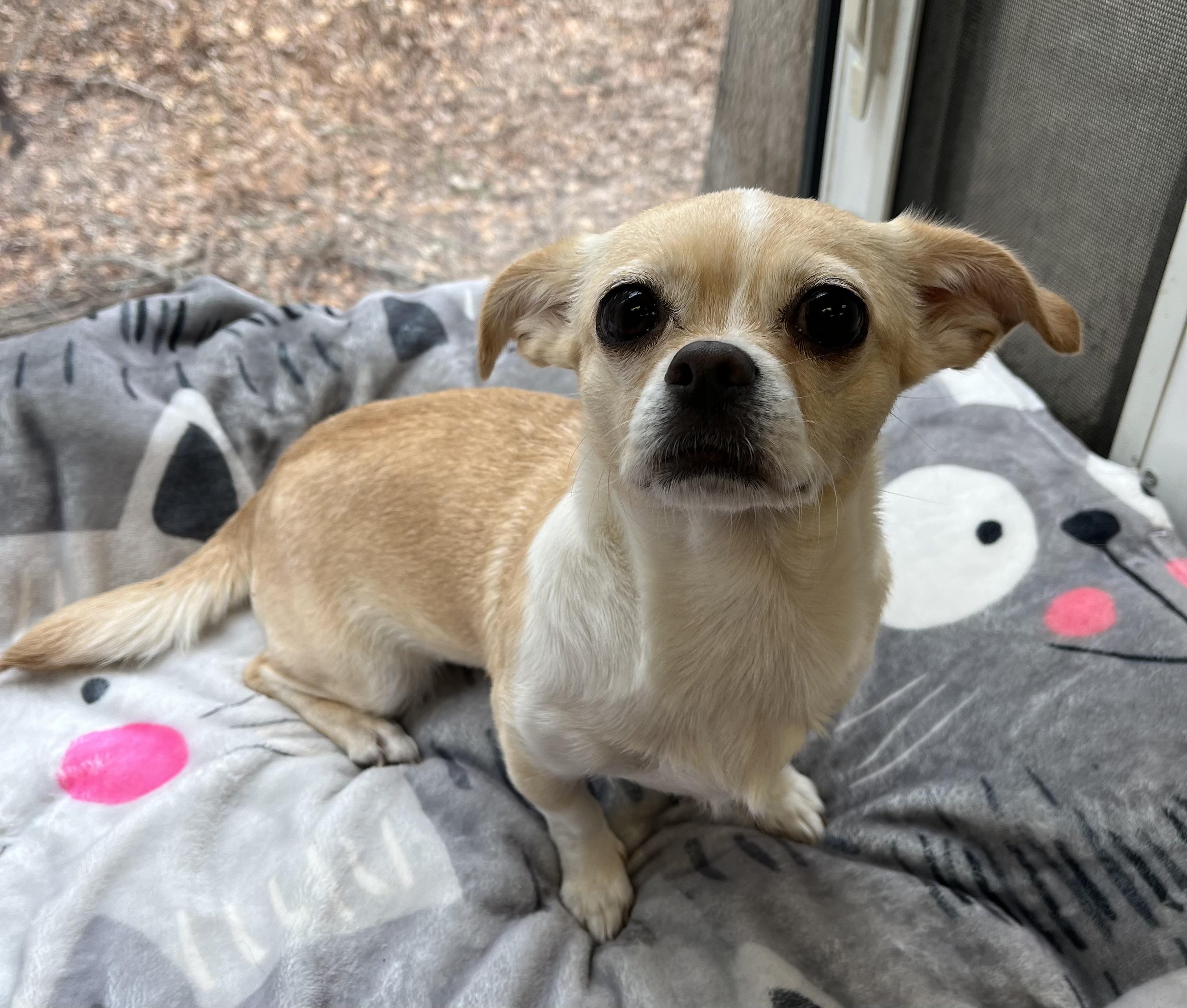Dog for adoption - Winnie, a Chihuahua Mix in Sudbury, MA | Petfinder