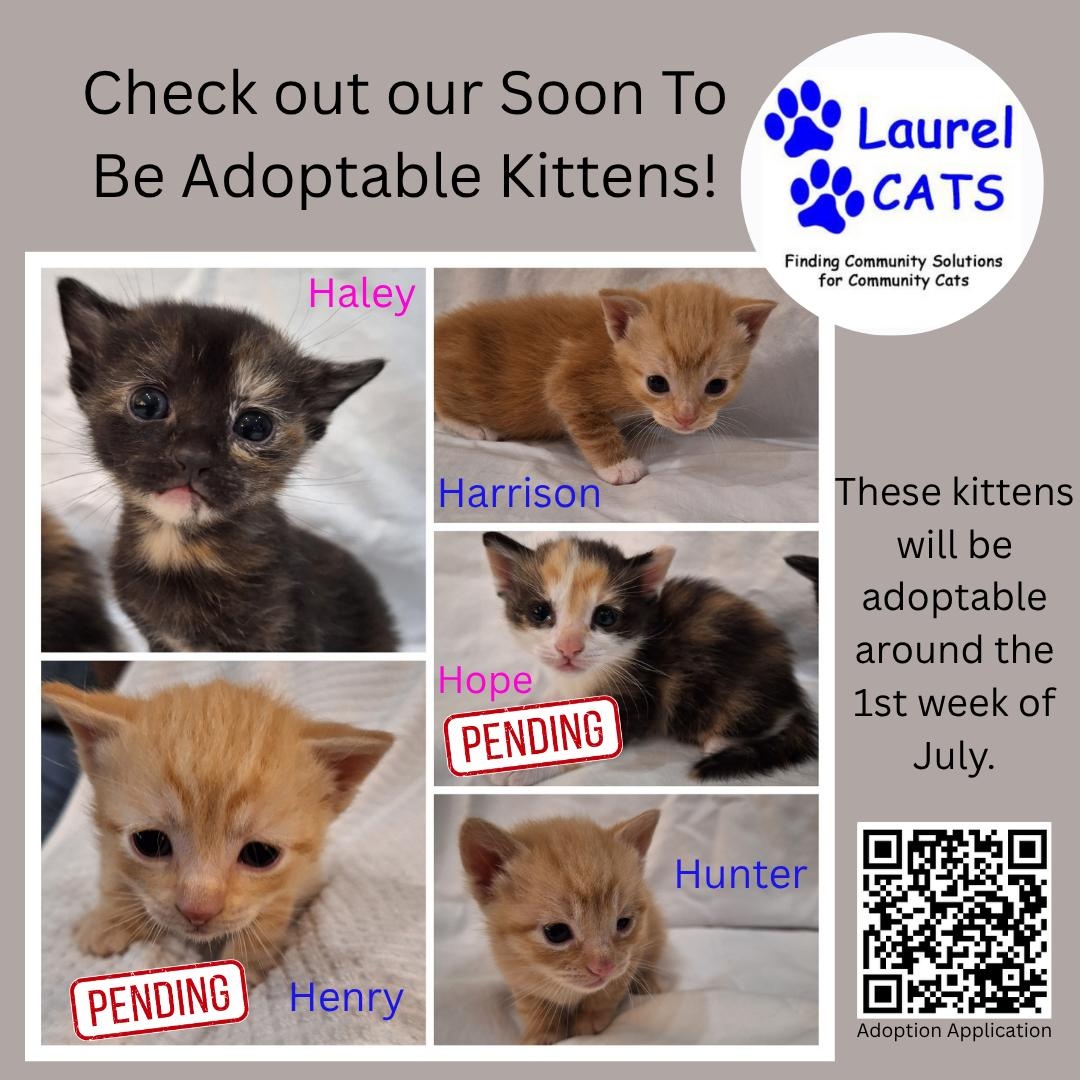 Cat for adoption - Coming Soon-The "H" Kittens-Ready July 7, a Domestic ...