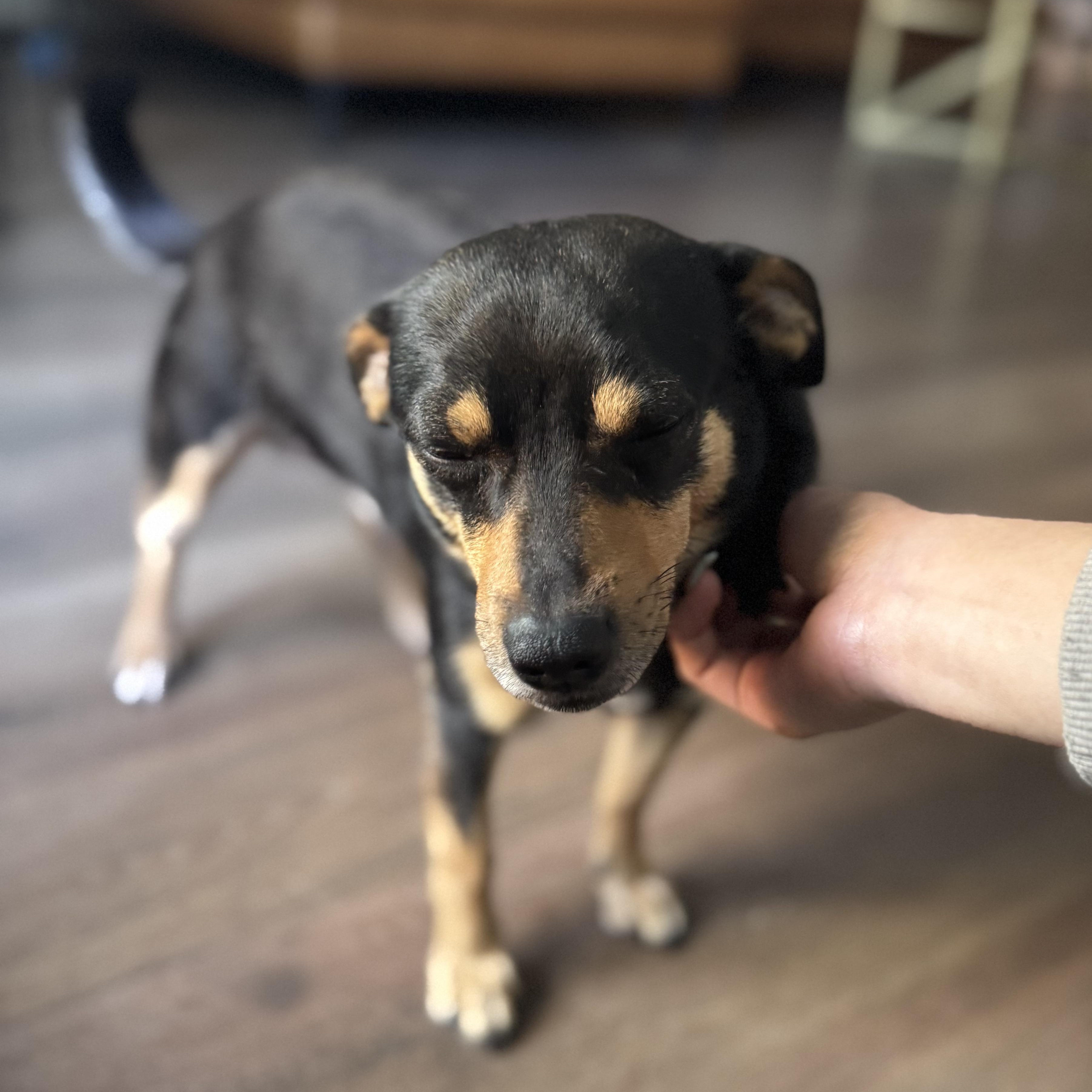 Dog for adoption - Doby, a Miniature Pinscher & Chihuahua Mix in ...