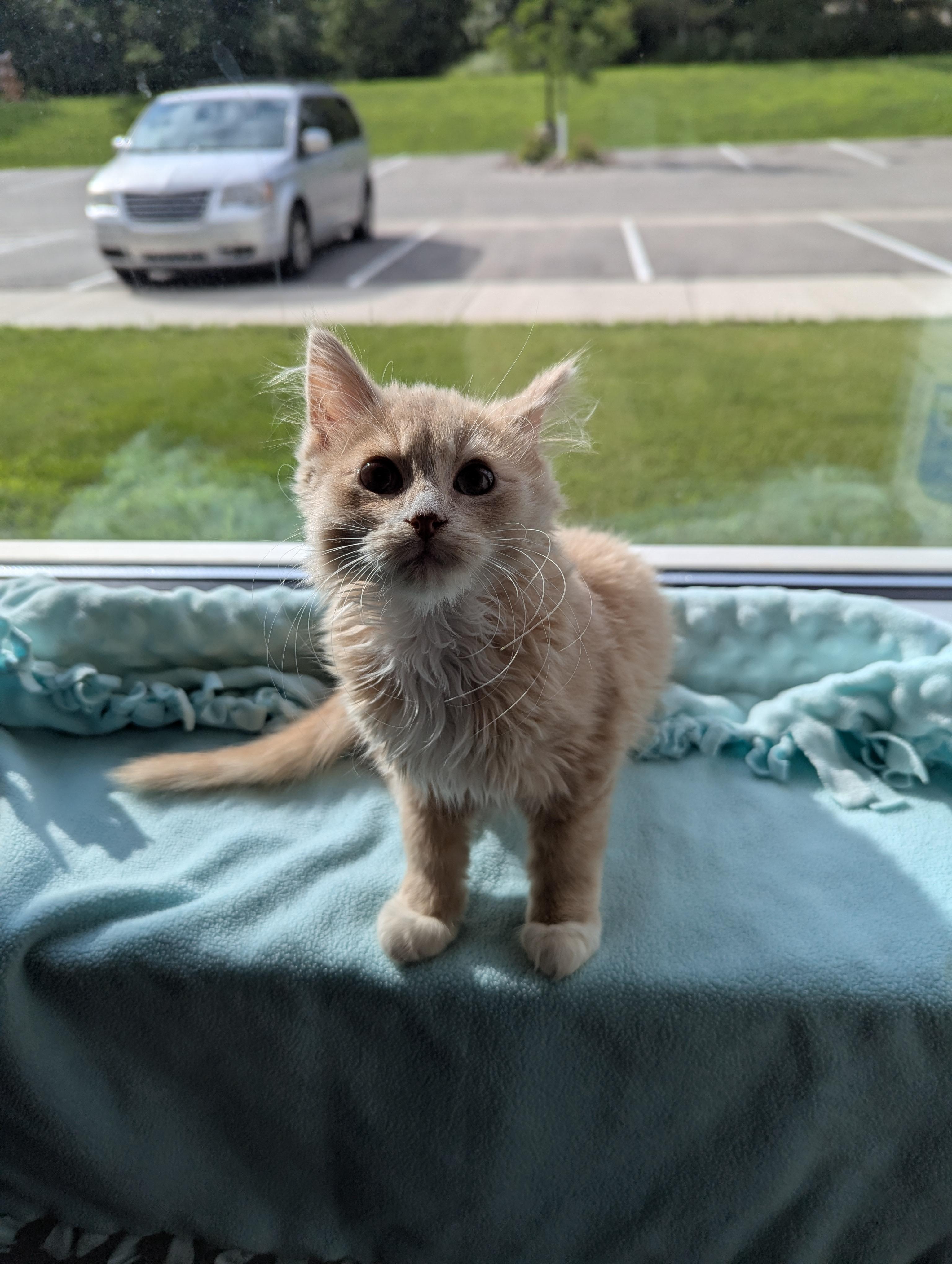 Cat for adoption - Nixon, a Domestic Medium Hair in Onalaska, WI ...
