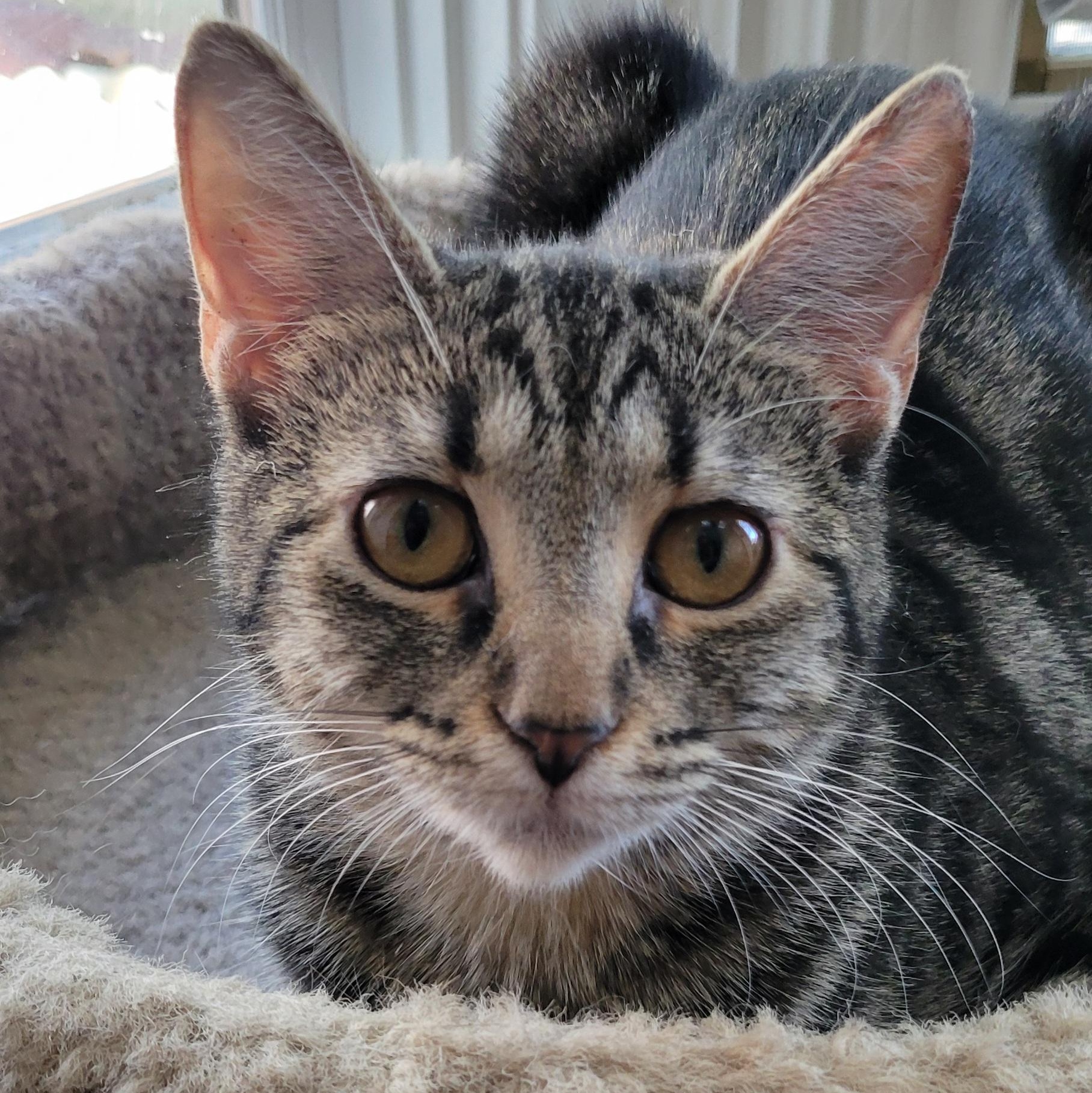 Cat for adoption - Tilly Hunt, a Domestic Short Hair in Denver, CO ...