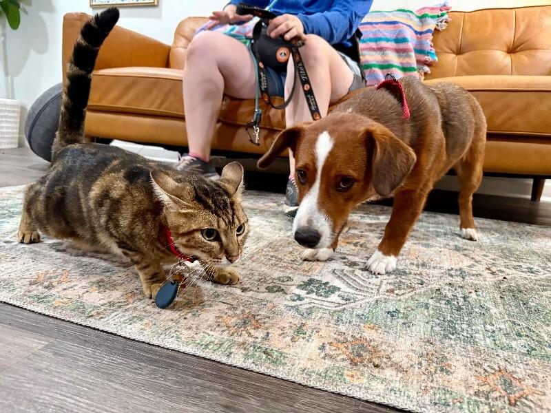 Dog for adoption - Lemon Drop Is the itty bitty wigglebutt who loves ...