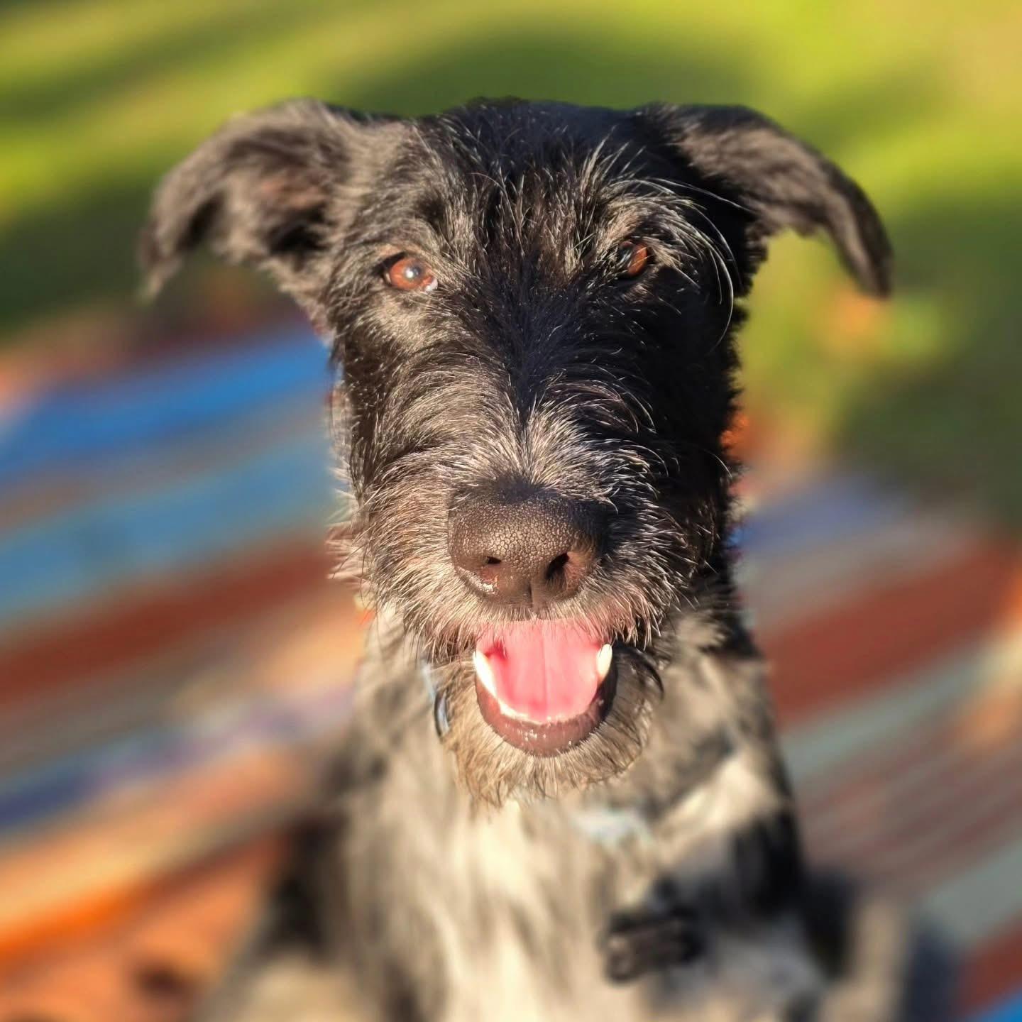 Dog for adoption - Oddy, a Wirehaired Terrier Mix in Washington, DC | Petfinder