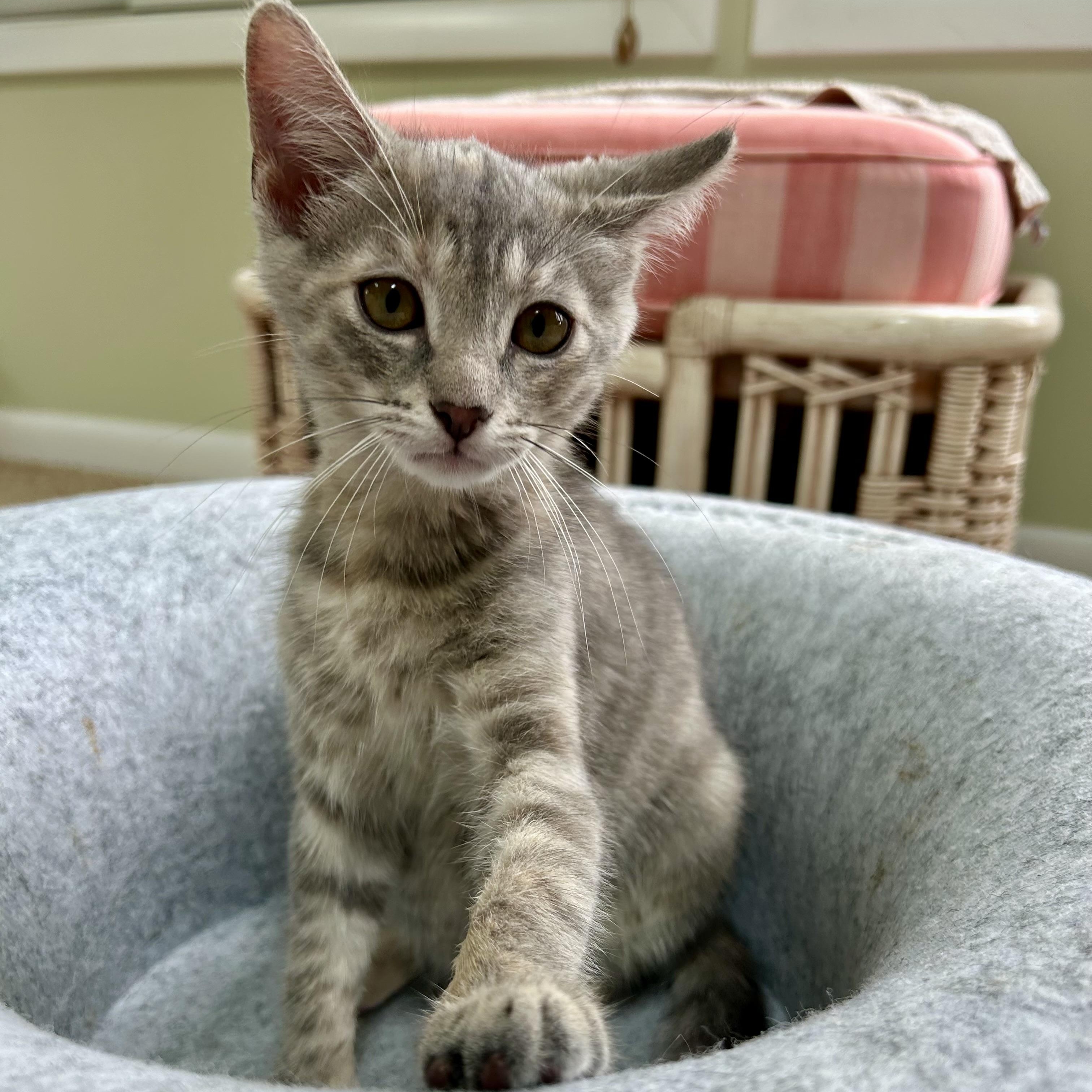 Available Cats and Kittens – Purring Hearts VA