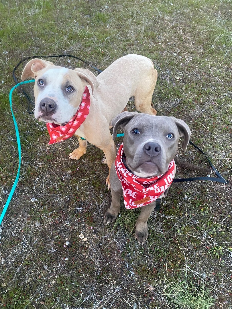 Dog for adoption - Adorable Neve & Bodhi, petite, young Staffordshire puppies, Neve & Bodhi, an ...