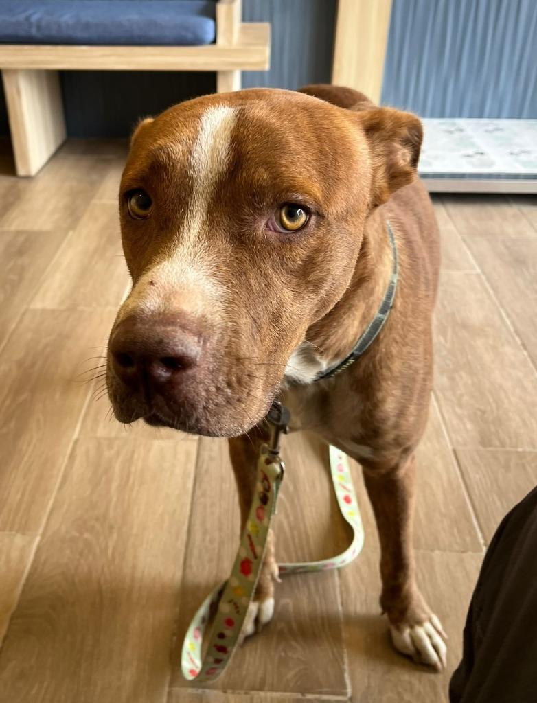 Dog for adoption - Canelo2, a Mixed Breed in Los Angeles, CA | Petfinder
