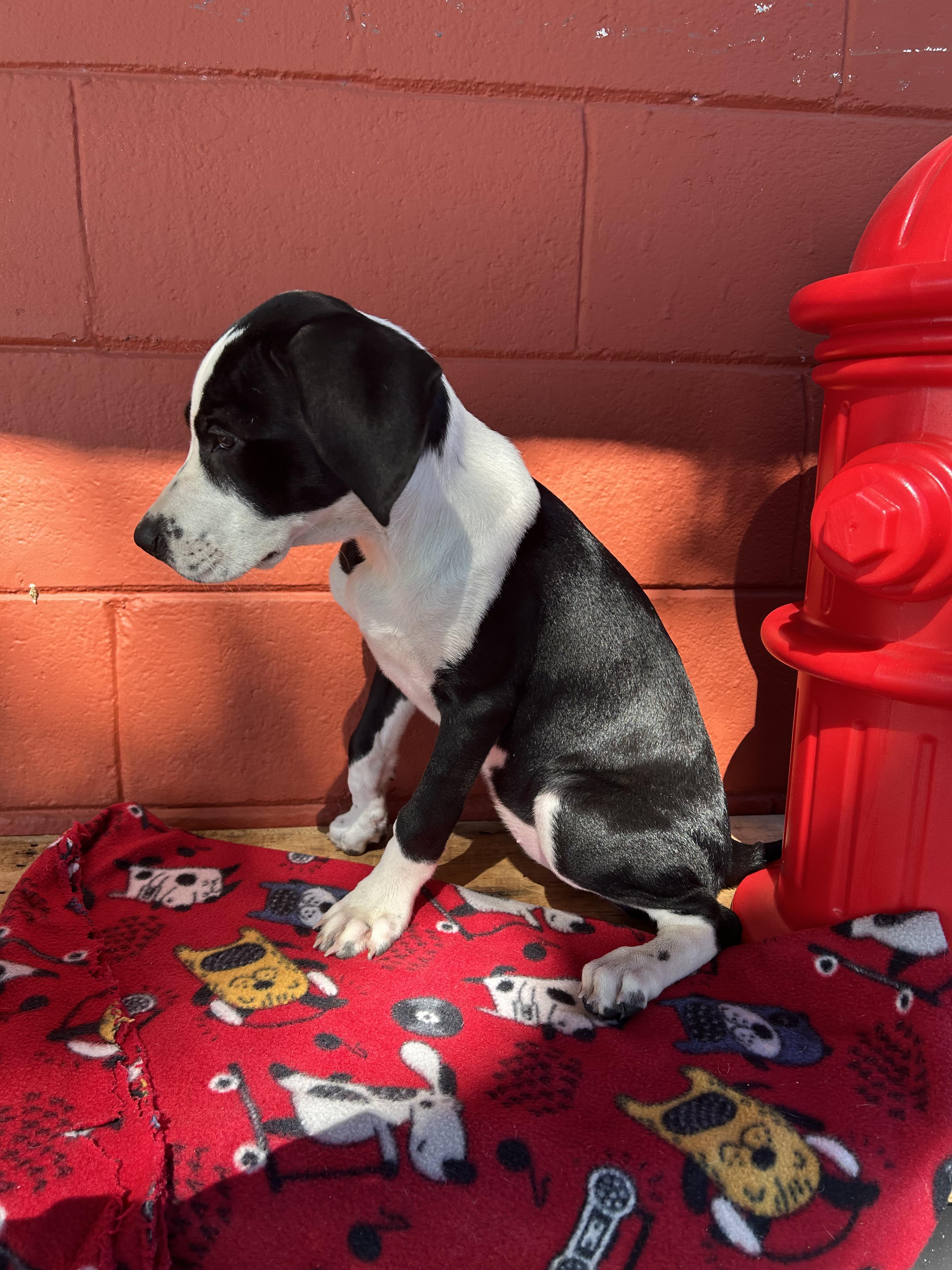 Dog for adoption - Aspen, a Pointer & Hound Mix in Pensacola, FL ...