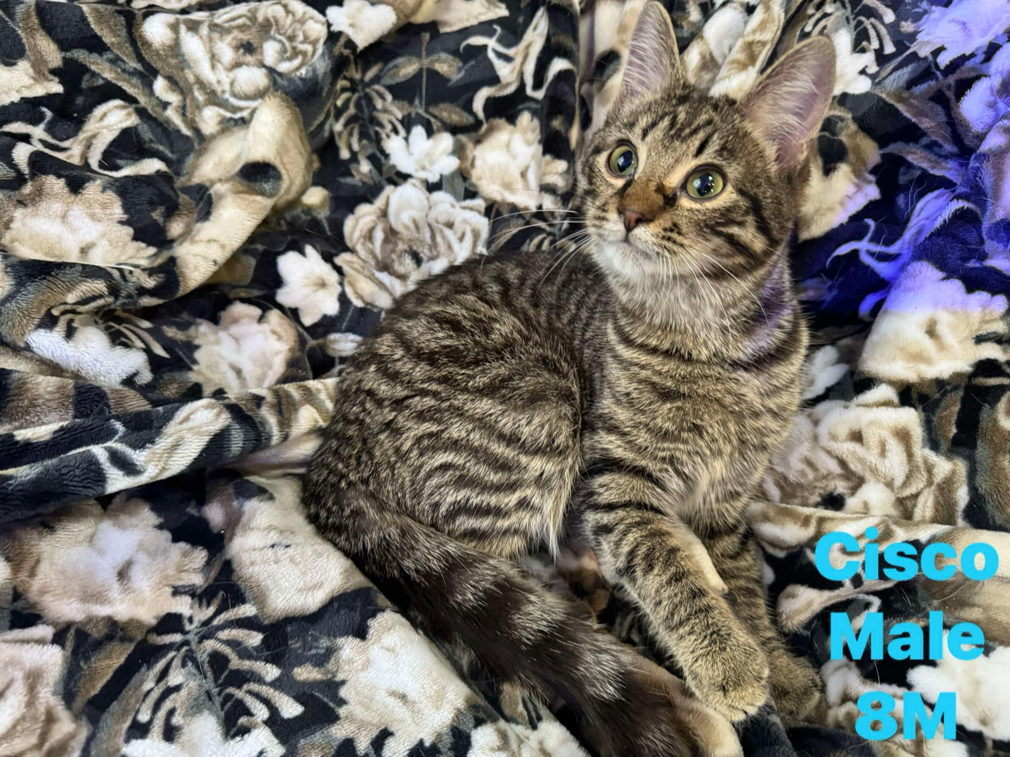 Cat for adoption - Cisco, a Domestic Medium Hair in Salamanca, NY ...