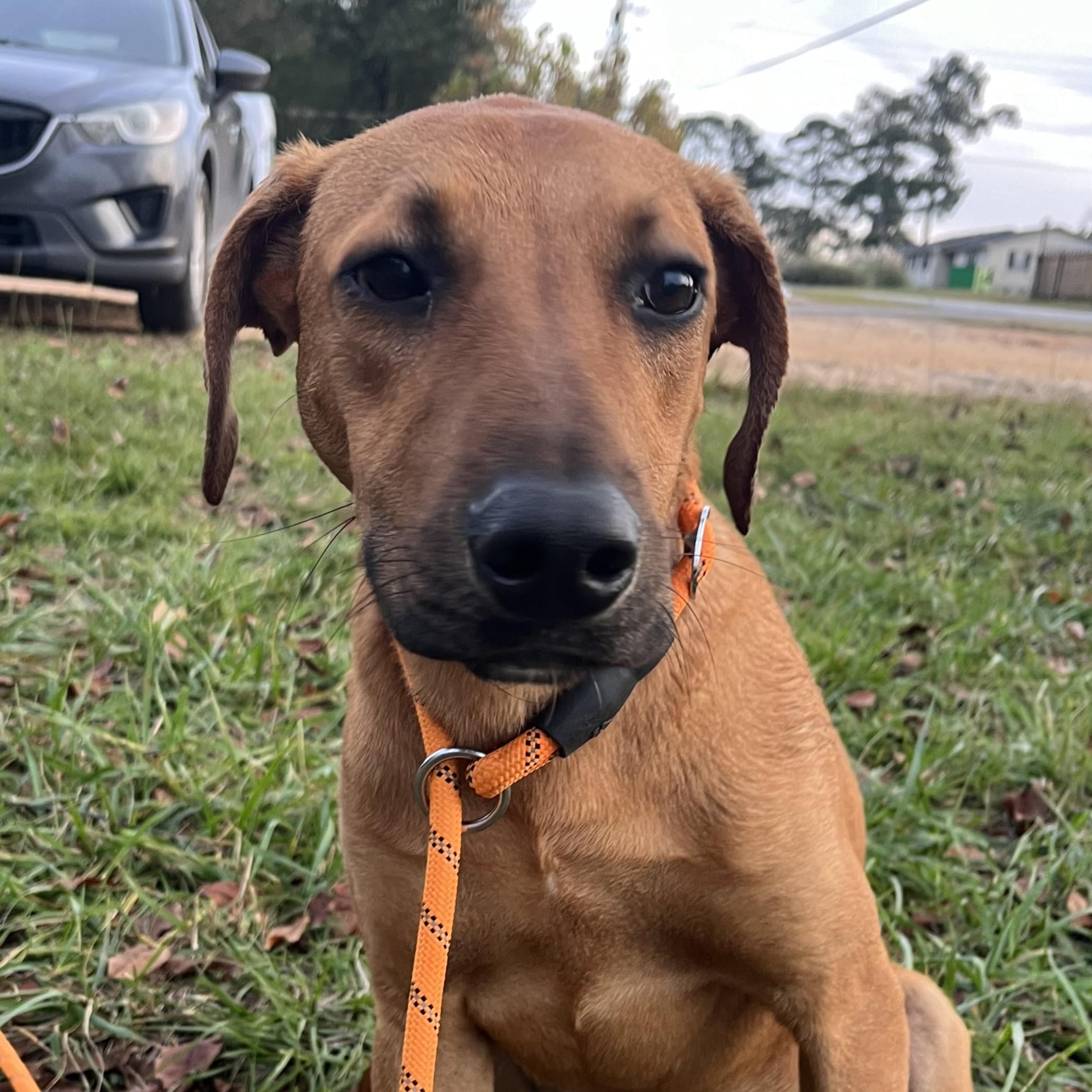 Dog for adoption - Crest, a Rhodesian Ridgeback Mix in Boothbay, ME ...