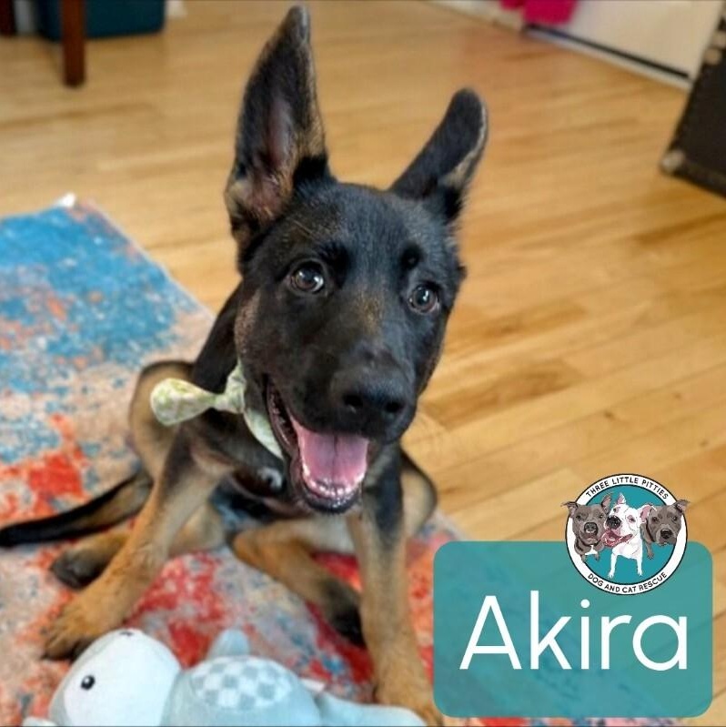 Dog for adoption - Akira Shaw, a German Shepherd Dog & Shepherd Mix in ...