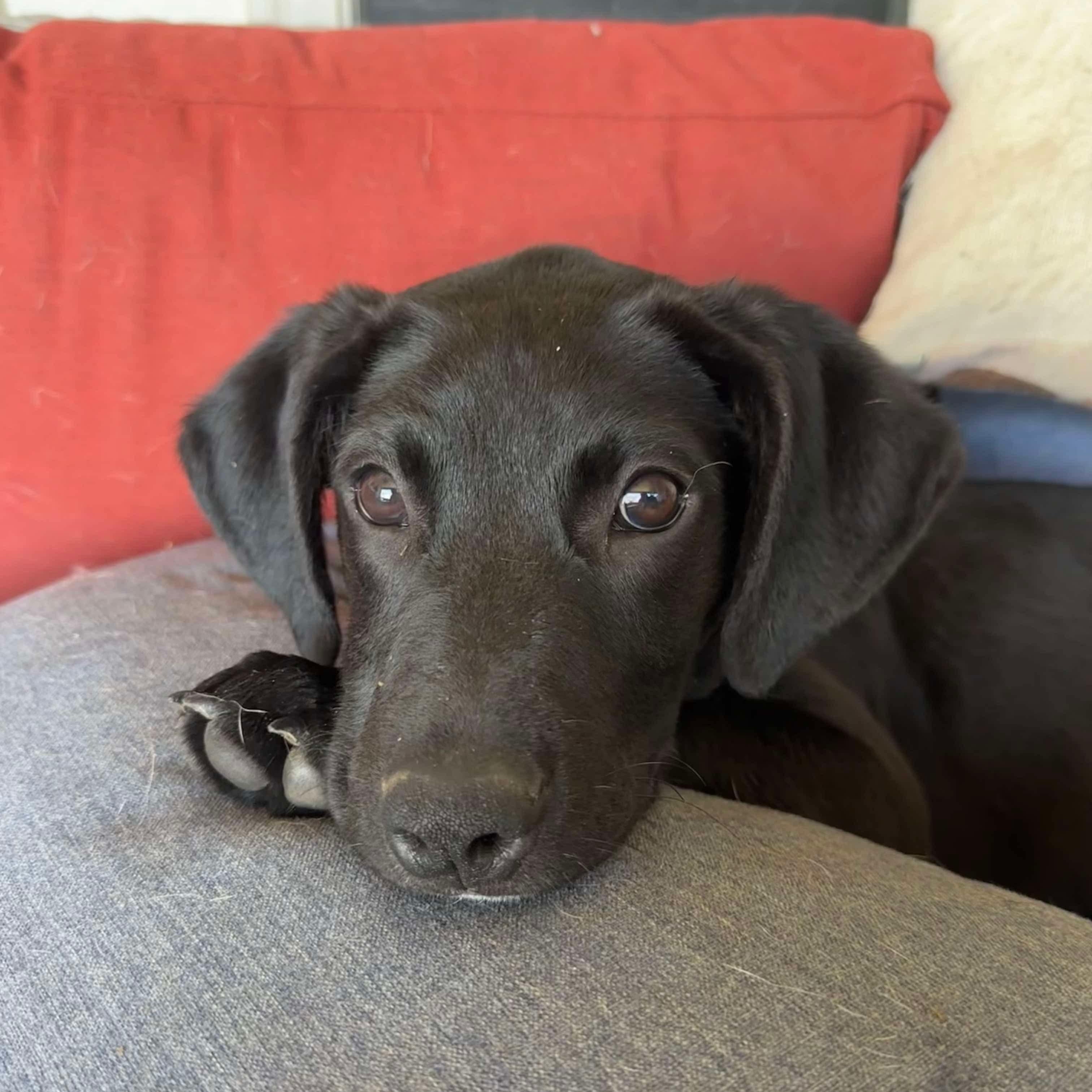 Dog for adoption - Pixie, a Black Labrador Retriever & Labrador ...