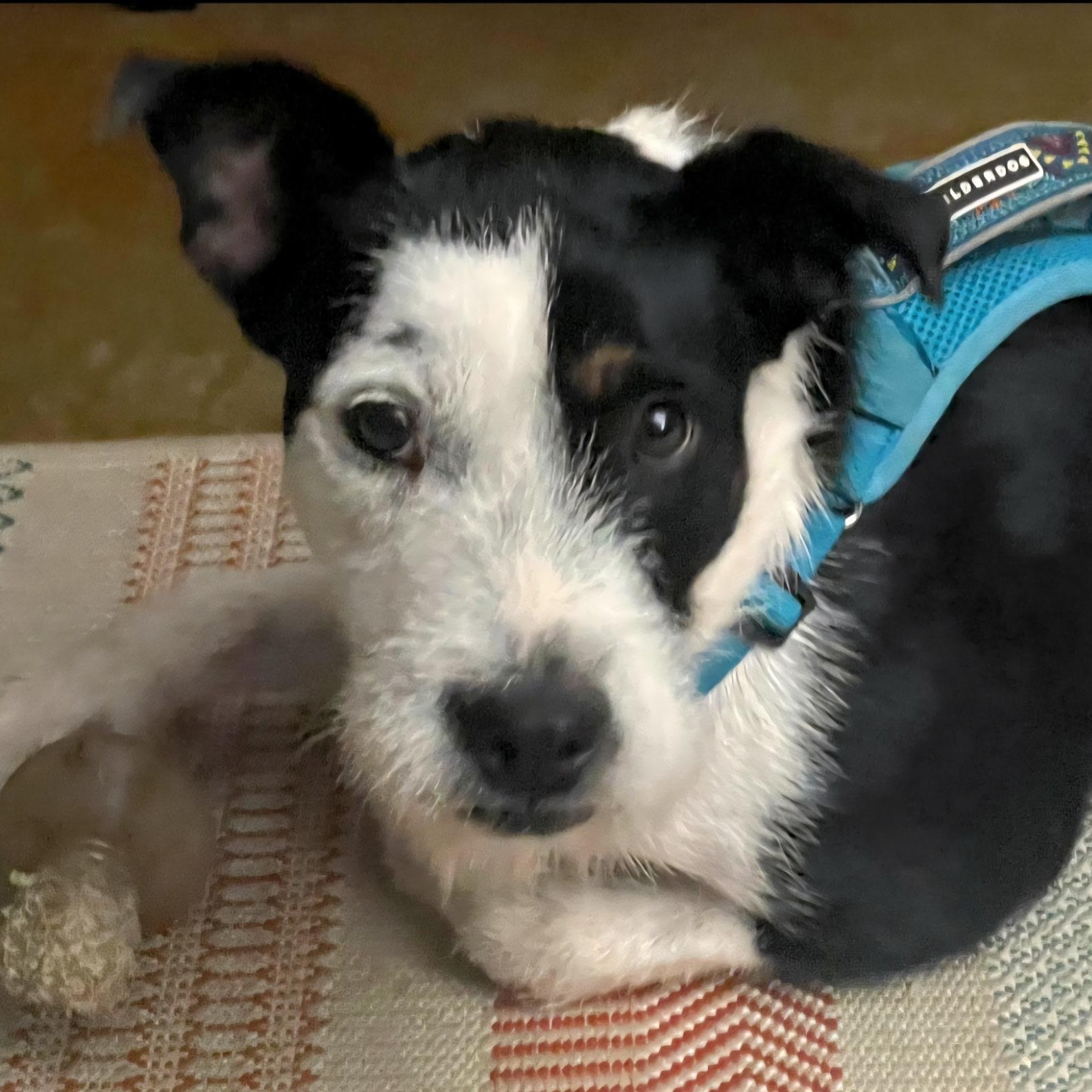 Dog for adoption - Franny, a Terrier Mix in Wausau, WI | Petfinder