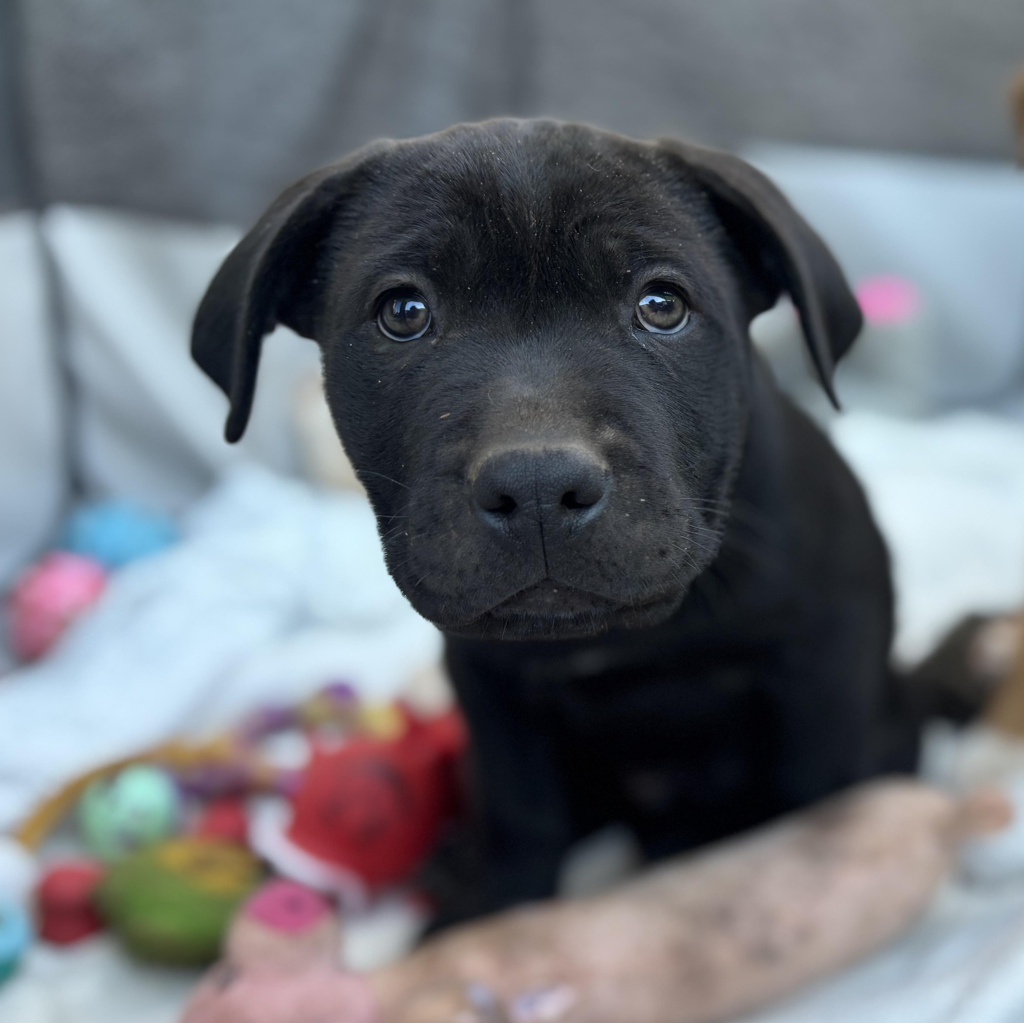 Aaden - Adoptable Pet | Petfinder | Petfinder