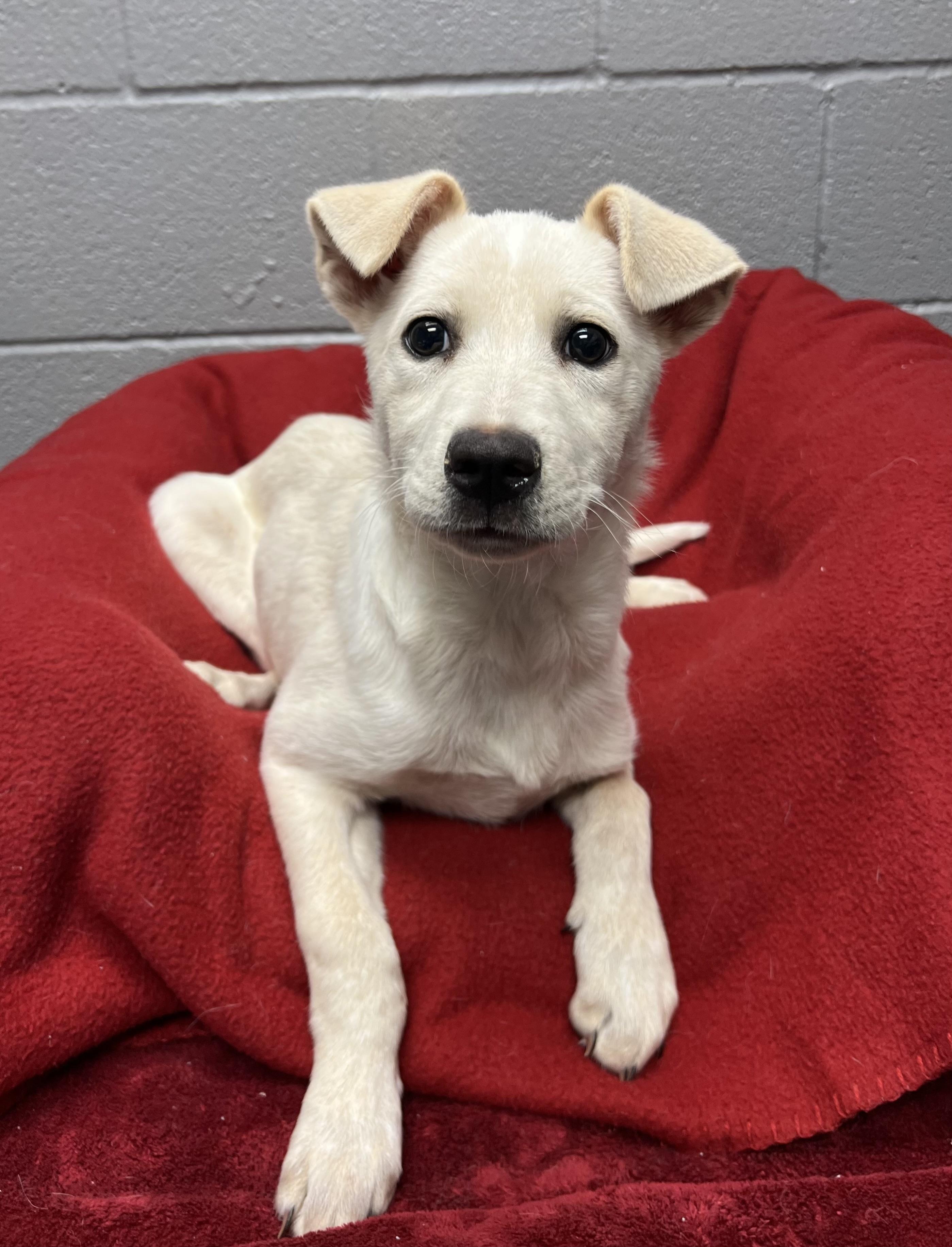 Dog for adoption - Girly, a Yellow Labrador Retriever in Belle Plaine ...