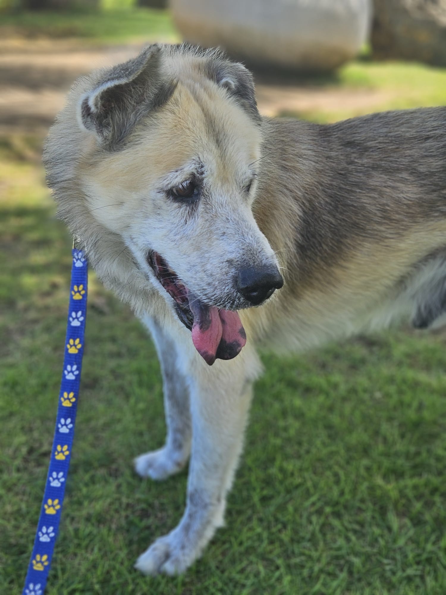 Dog for adoption - ZEUS - sponsored adoption fee!, a Husky in New York ...