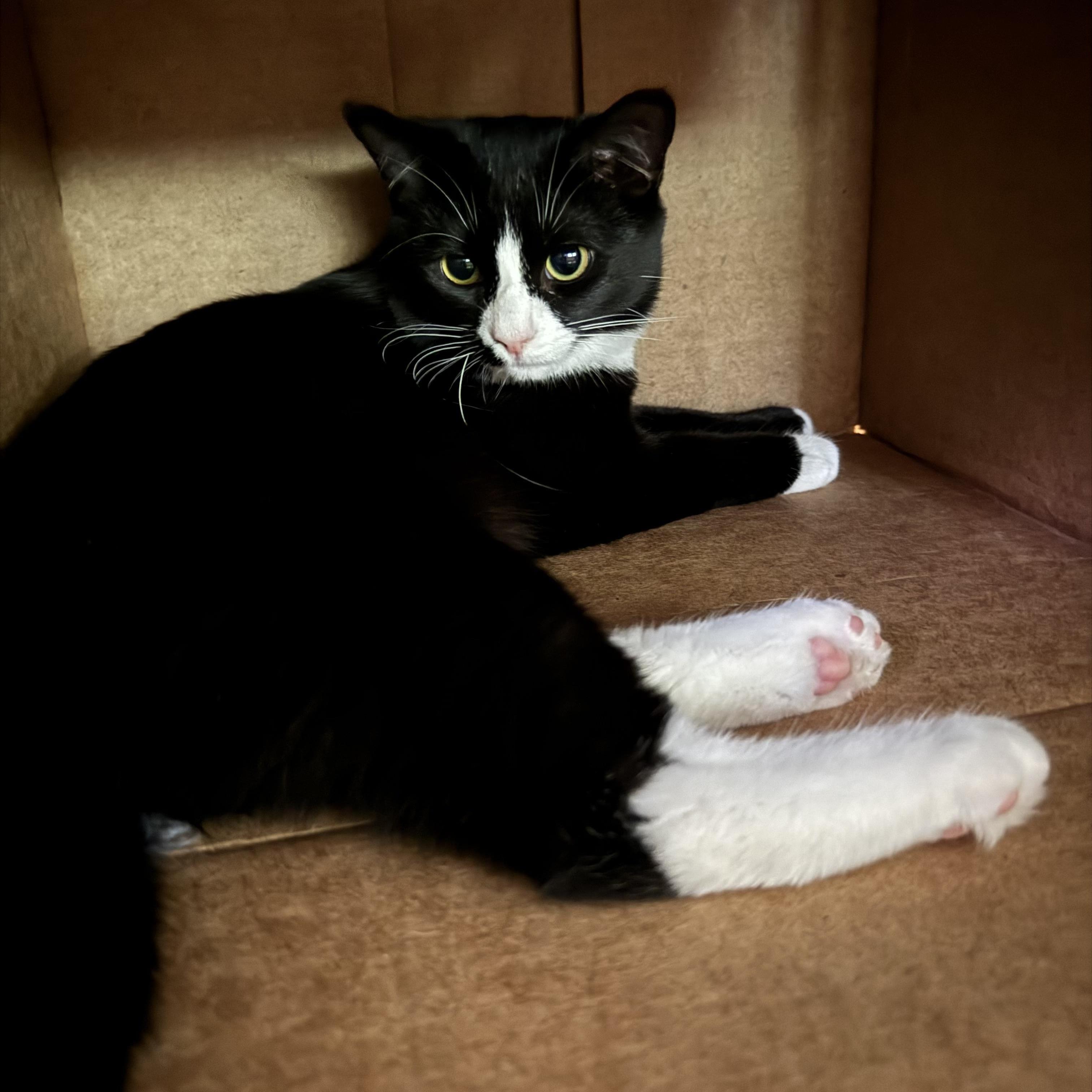 Cat for adoption - Dena, a Domestic Short Hair & Tuxedo Mix in Southington, CT | Petfinder