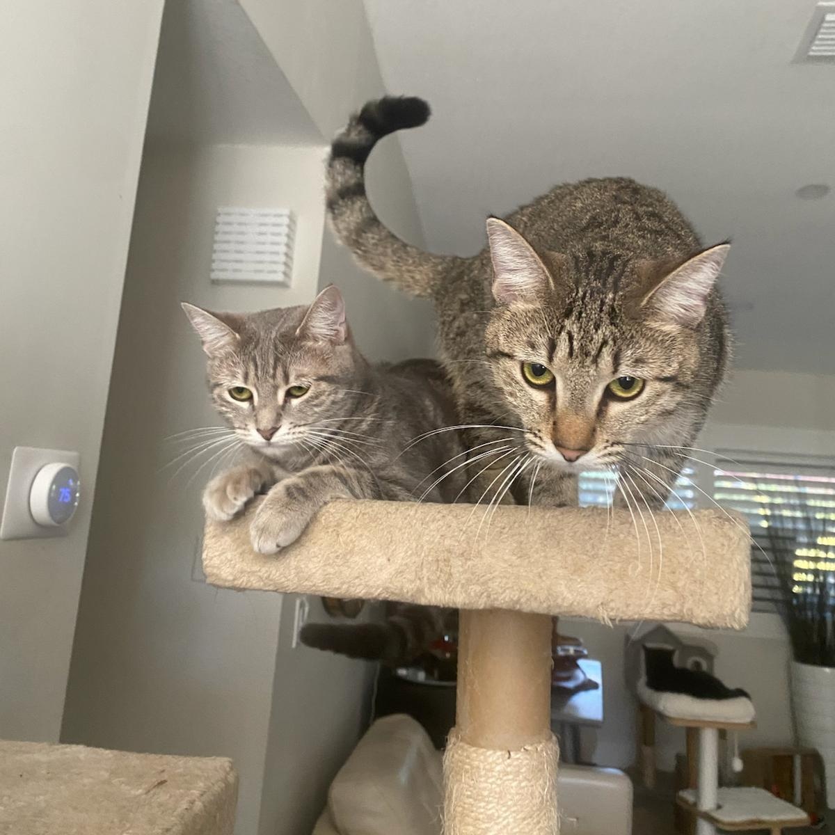 Cat for adoption - Lexi and Comet, a Domestic Short Hair in Bangor, ME ...