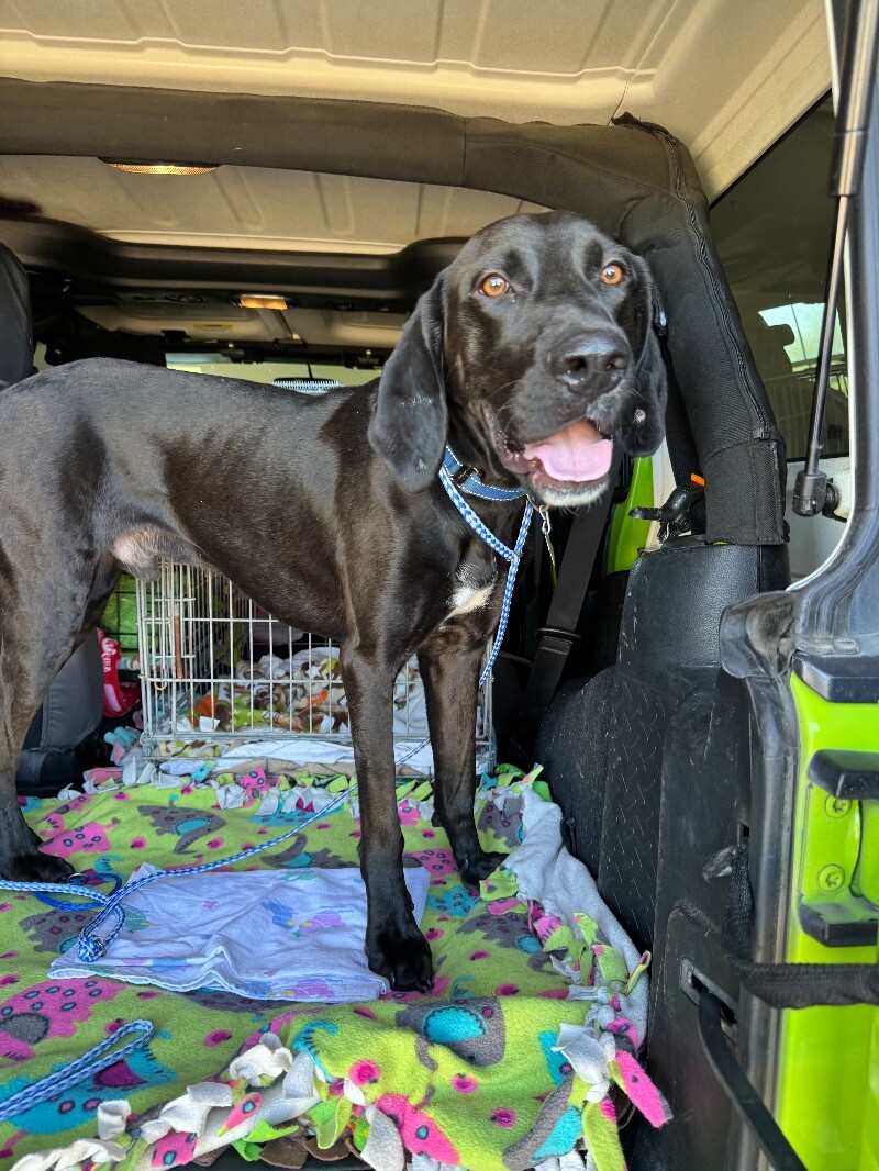 Dog for adoption - Kevin Happy Lover Boy, a Great Dane & Black and Tan ...