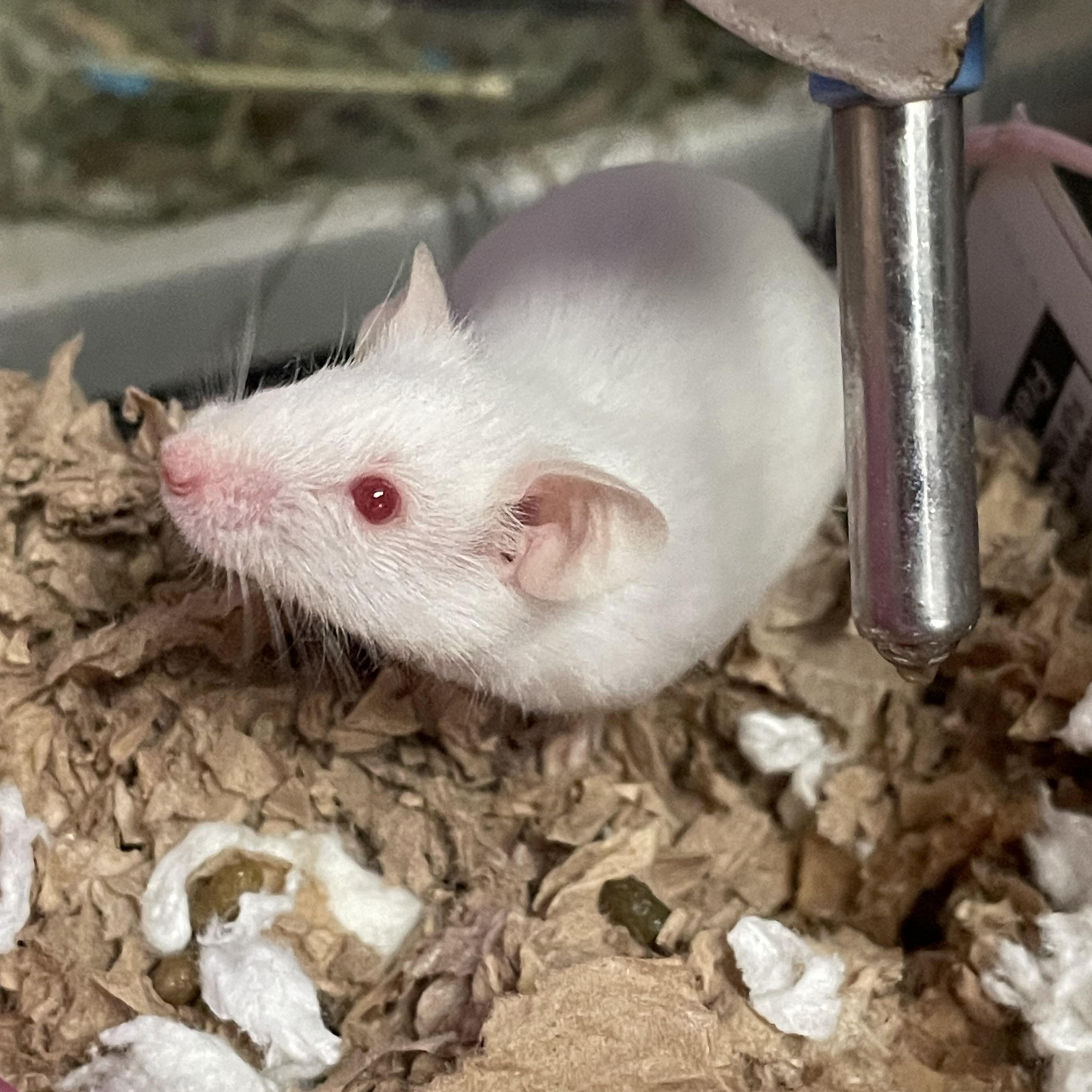 Mouse for adoption - Teddy: video!!, a Mouse in Edinburg, PA | Petfinder