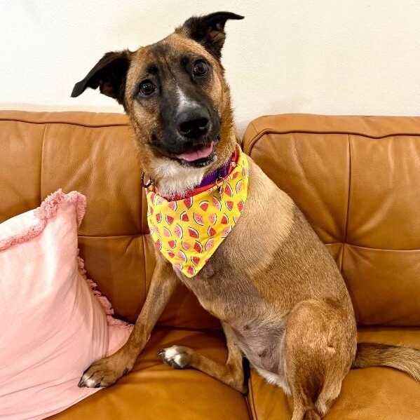 Dog for adoption - Violet Elise Tripod Princess, a German Shepherd Dog ...