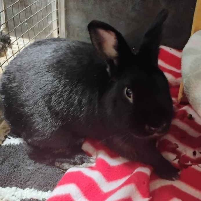 Rabbit for adoption - Joe, an American in Gig Harbor, WA | Petfinder