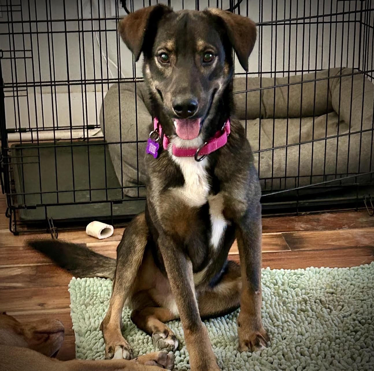 Dog for adoption - Finley, a Shepherd Mix in Lake Oswego, OR | Petfinder