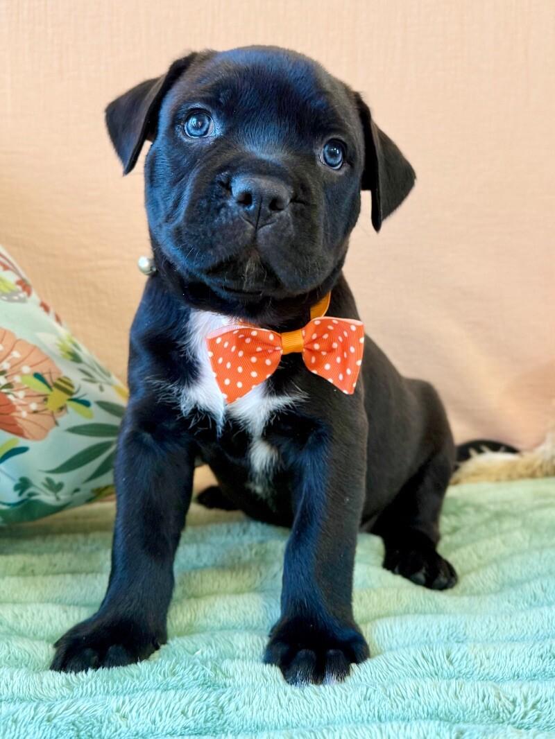 Dog for adoption - Laffy Taffy Candy, a Pit Bull Terrier & Labrador ...