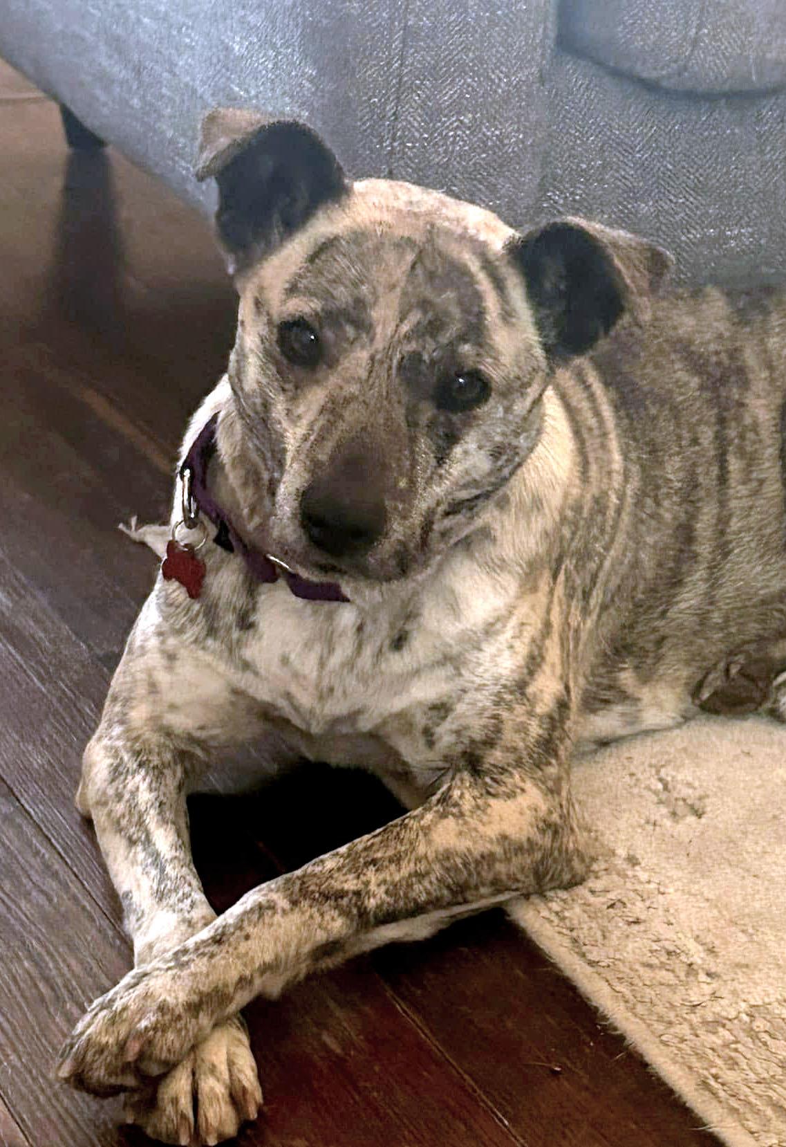 Dog for adoption - Aggie (AO33410), a Whippet & Australian Cattle Dog ...