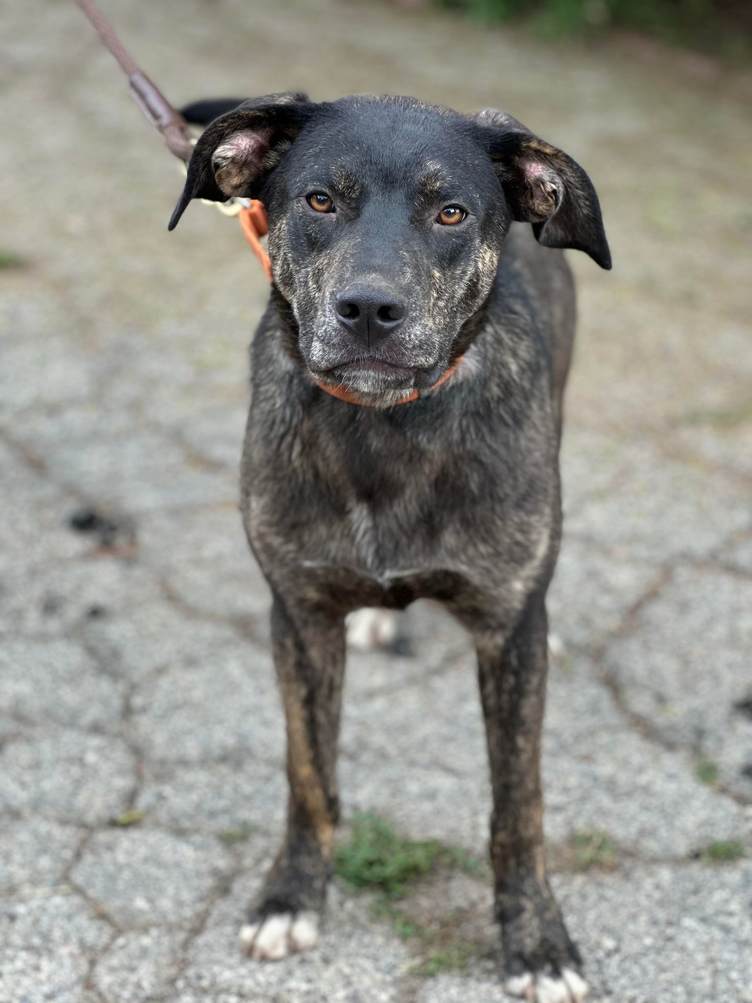 Dog for adoption - Fritzy, a Shepherd & Pointer Mix in Portland, OR ...