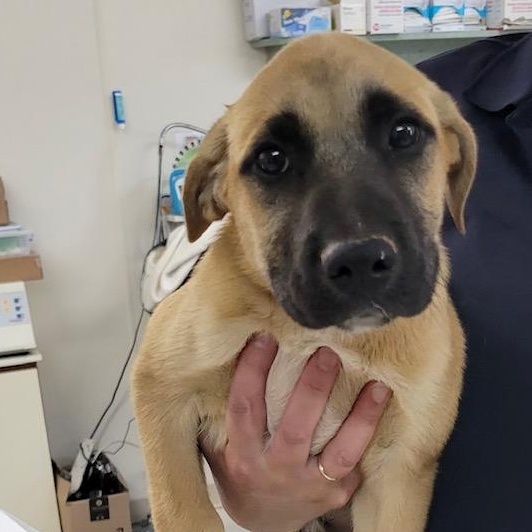 Dog for adoption - Olaf @ prison program, a Boxer & Retriever Mix in ...