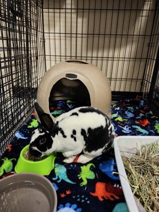 Rabbit for adoption - Rabbit, a Rex & Dwarf Mix in Annapolis, MD ...