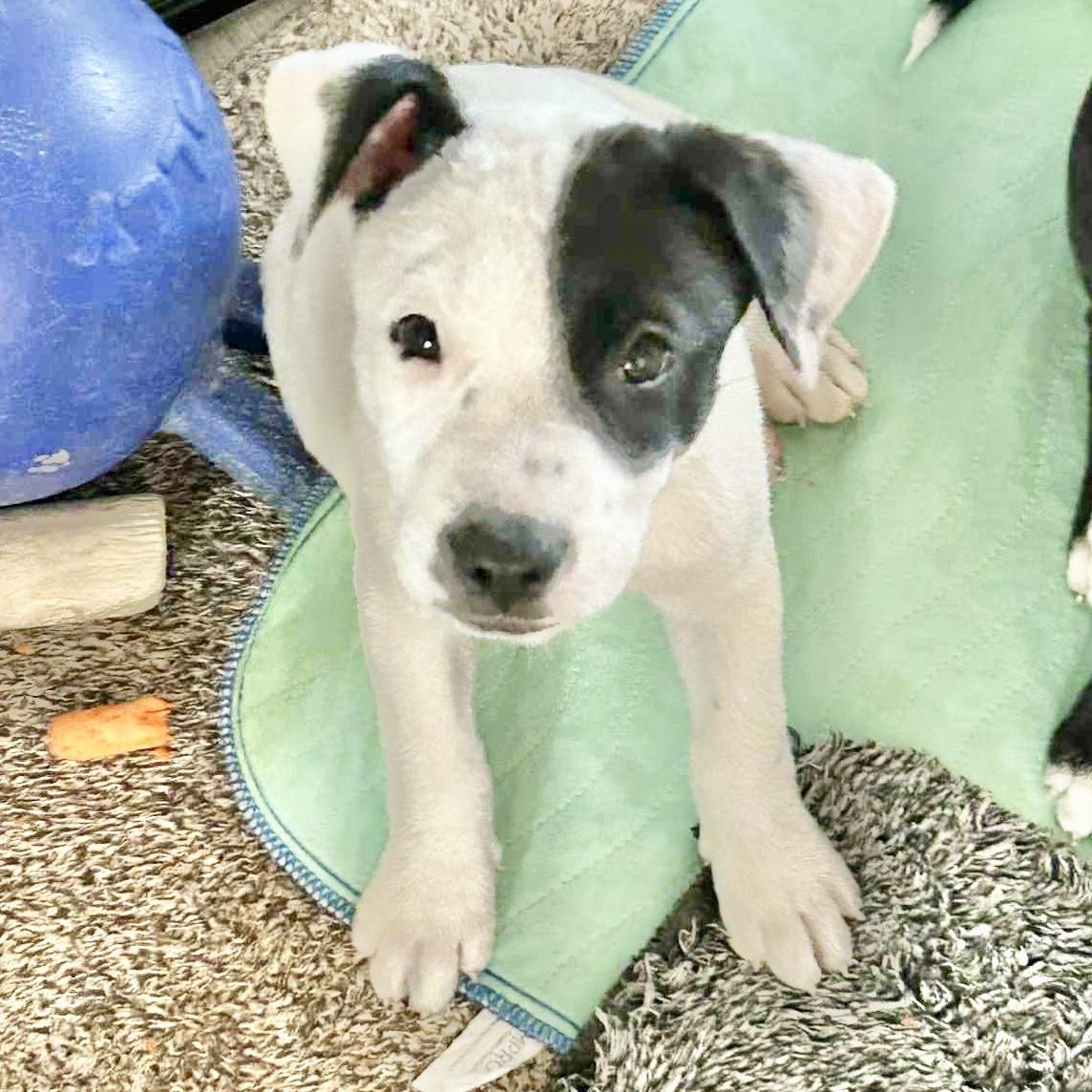 Dog for adoption - Roomba, an American Staffordshire Terrier in Latham ...